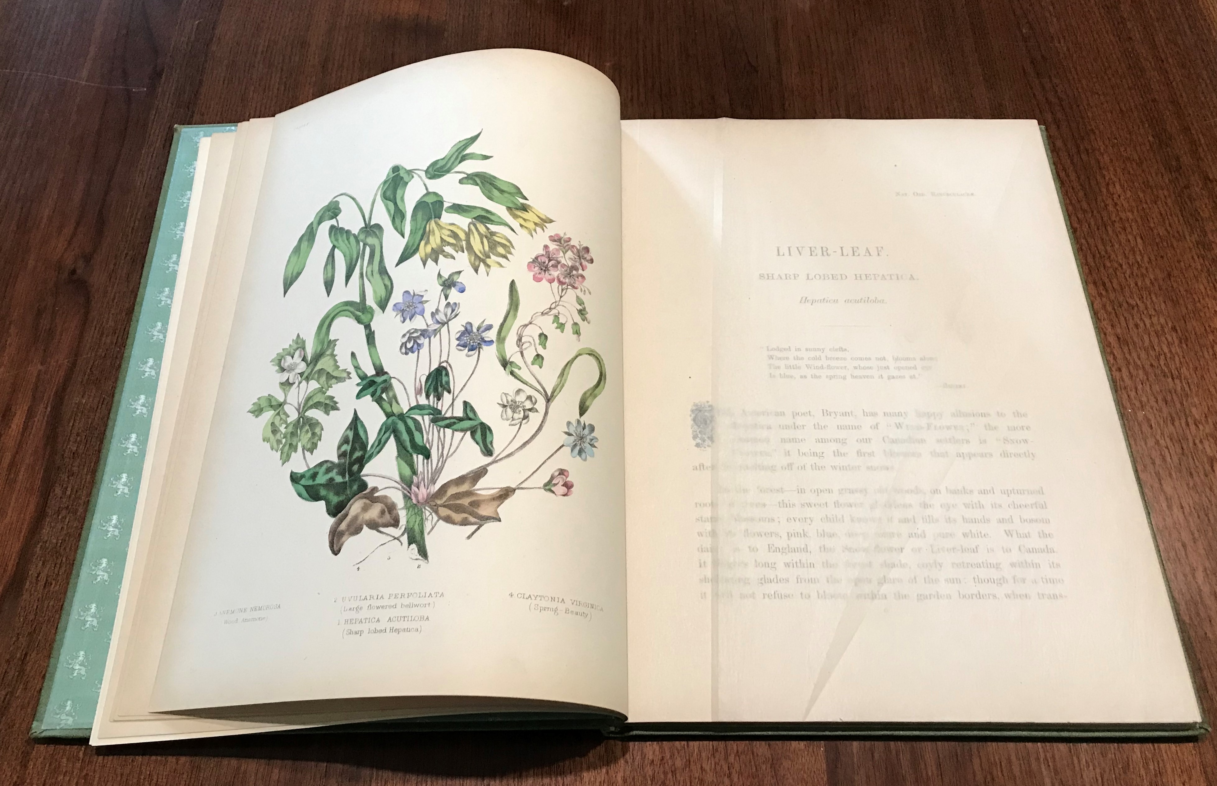 Canadian Wild Flowers. Painted and Lithographed by Agnes Fitz Gibbon ...