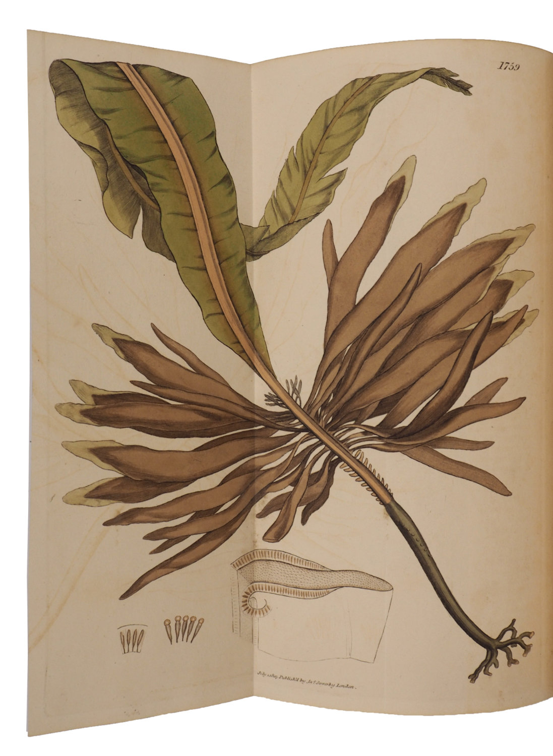 English Botany; or, Coloured Figures of British Plants, with their ...