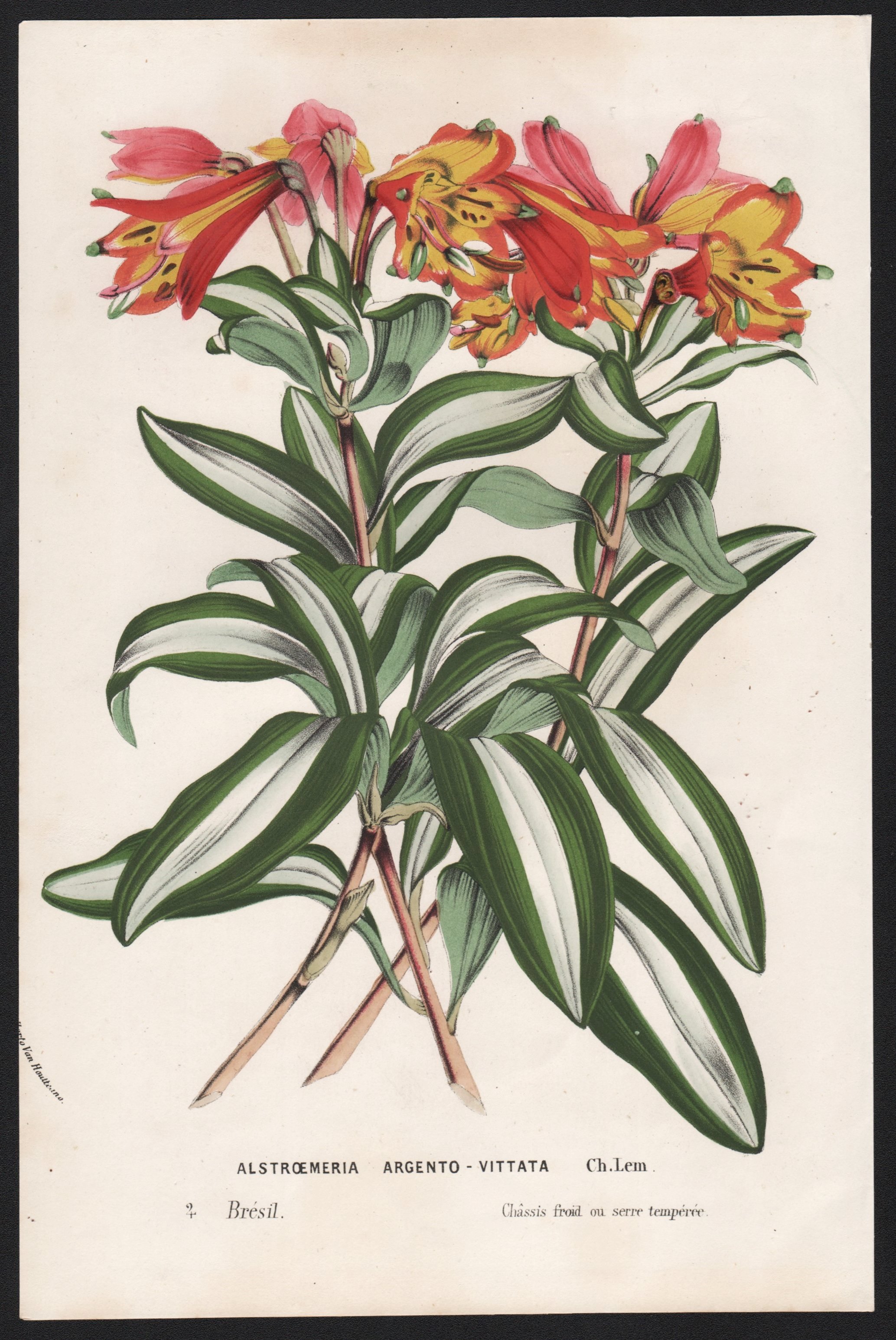 "Alstroemeria Argento-Vittata." - Peruvian Lilie Lily of the Incas ...