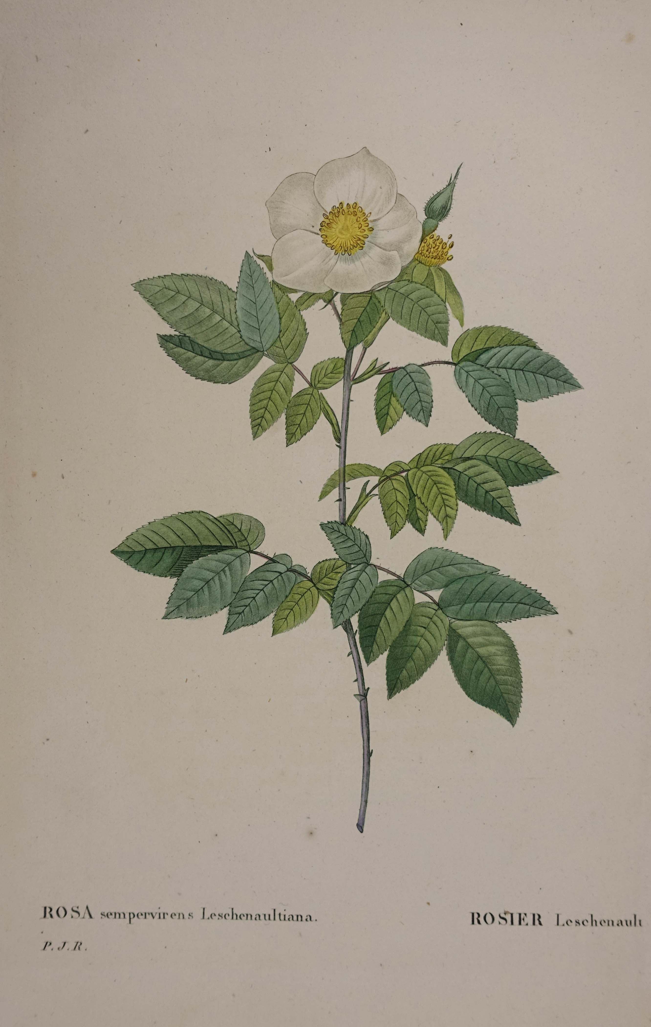 Rosa sempervirens Leschenaultiana / Rosier Leschenault ...