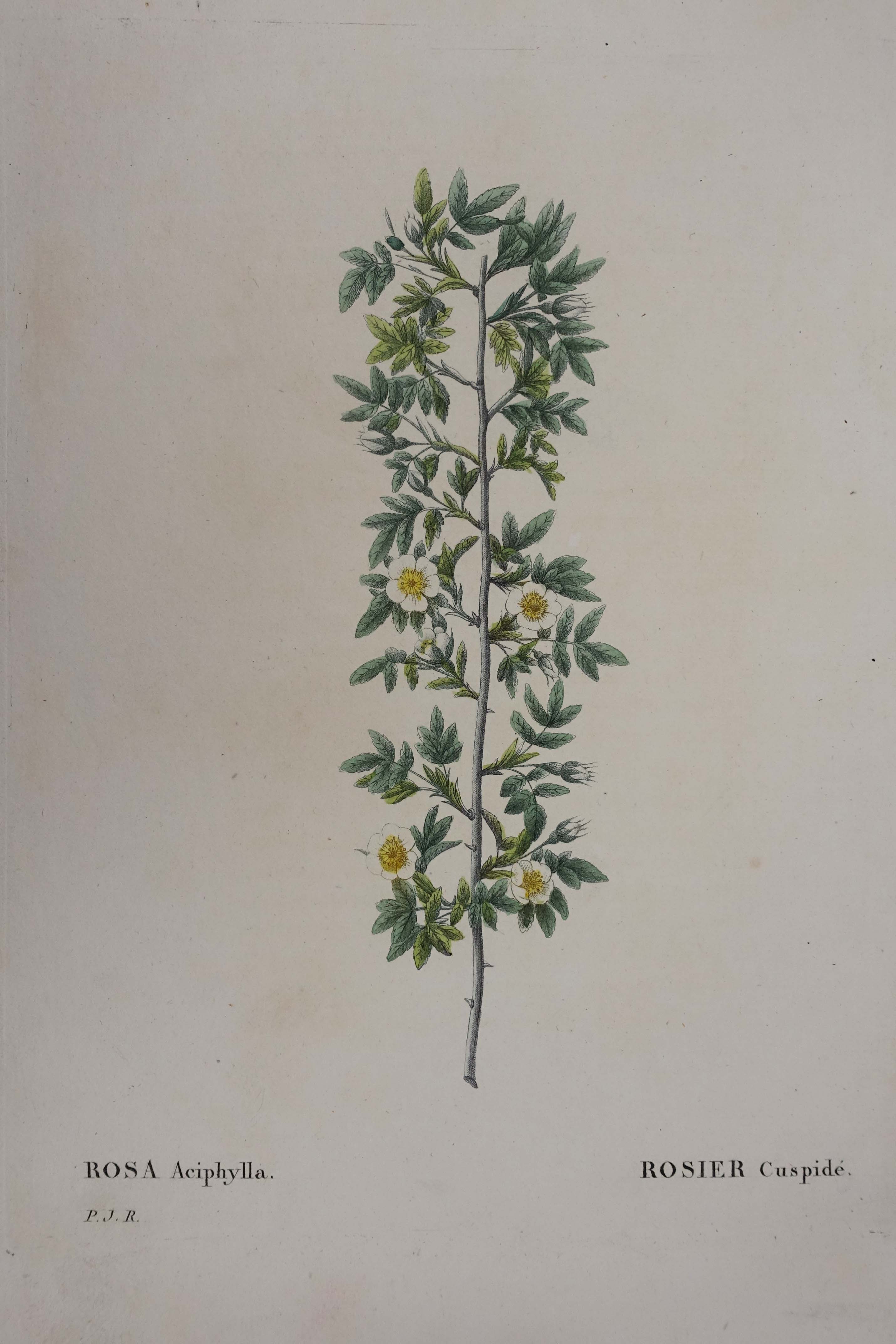 Rosa Aciphylla / Rosier Cuspidé. Farbpunktierkupferstich v. Pierre ...