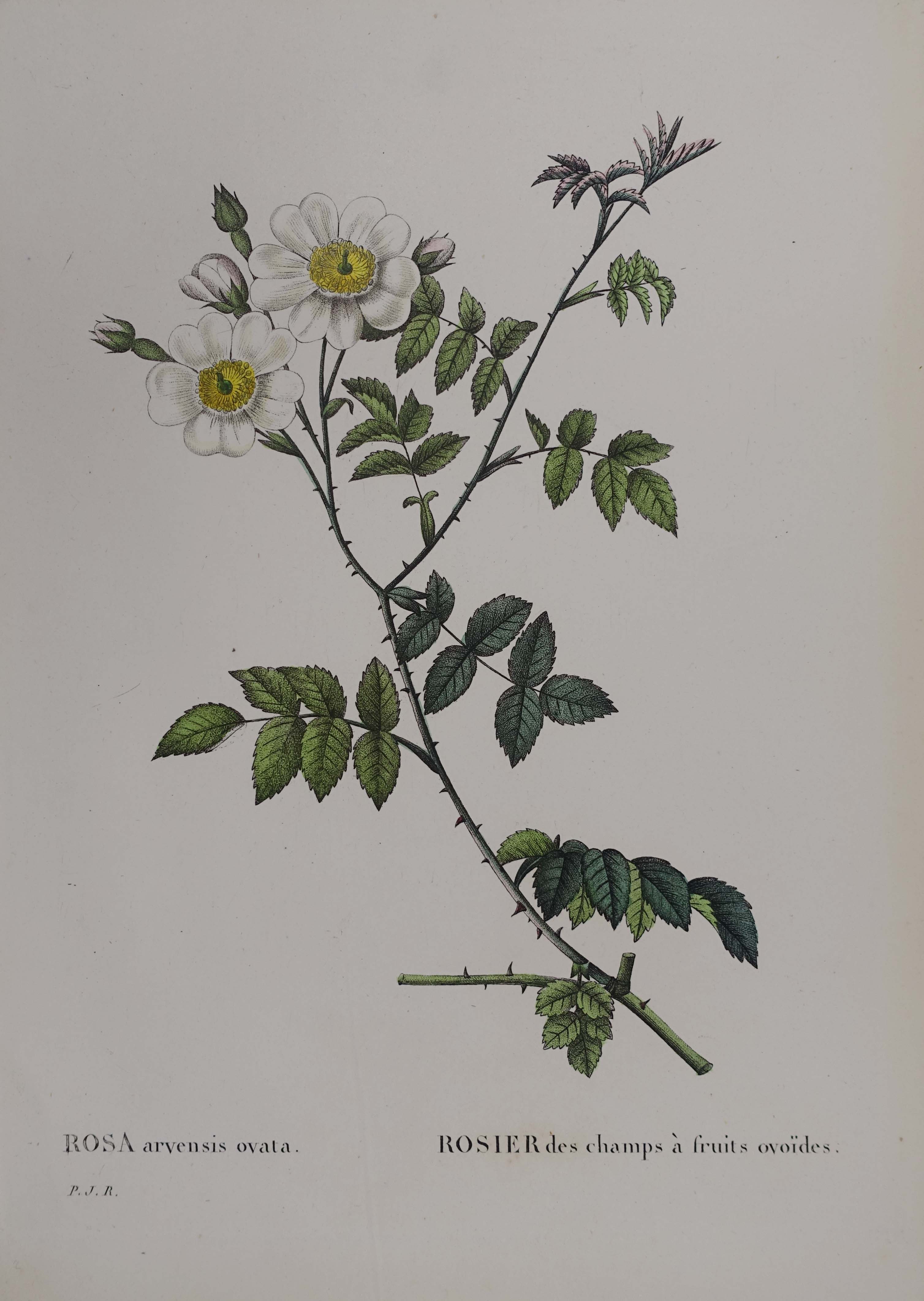 Rosa Arvensis ovata / Rosier des champs à fruits ovoides ...
