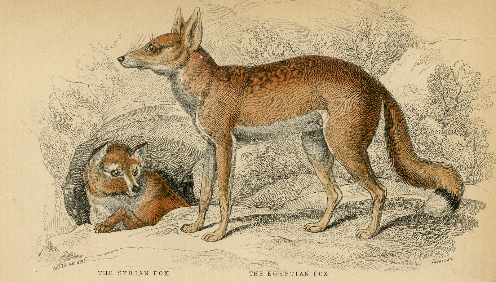Antique Print-Natural history-A Syrian and an African fox-Smith-Lizars ...