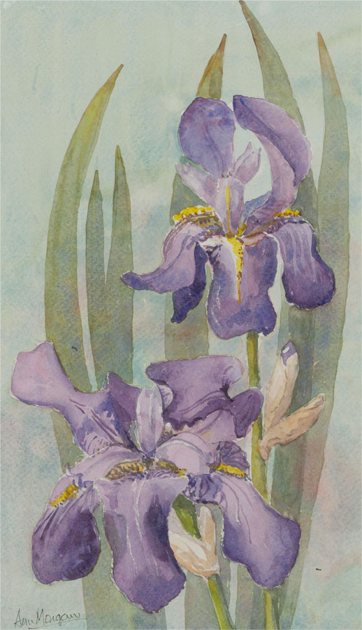Ann Morgan - Contemporary Watercolour, Iris Flowers von Ann Morgan ...