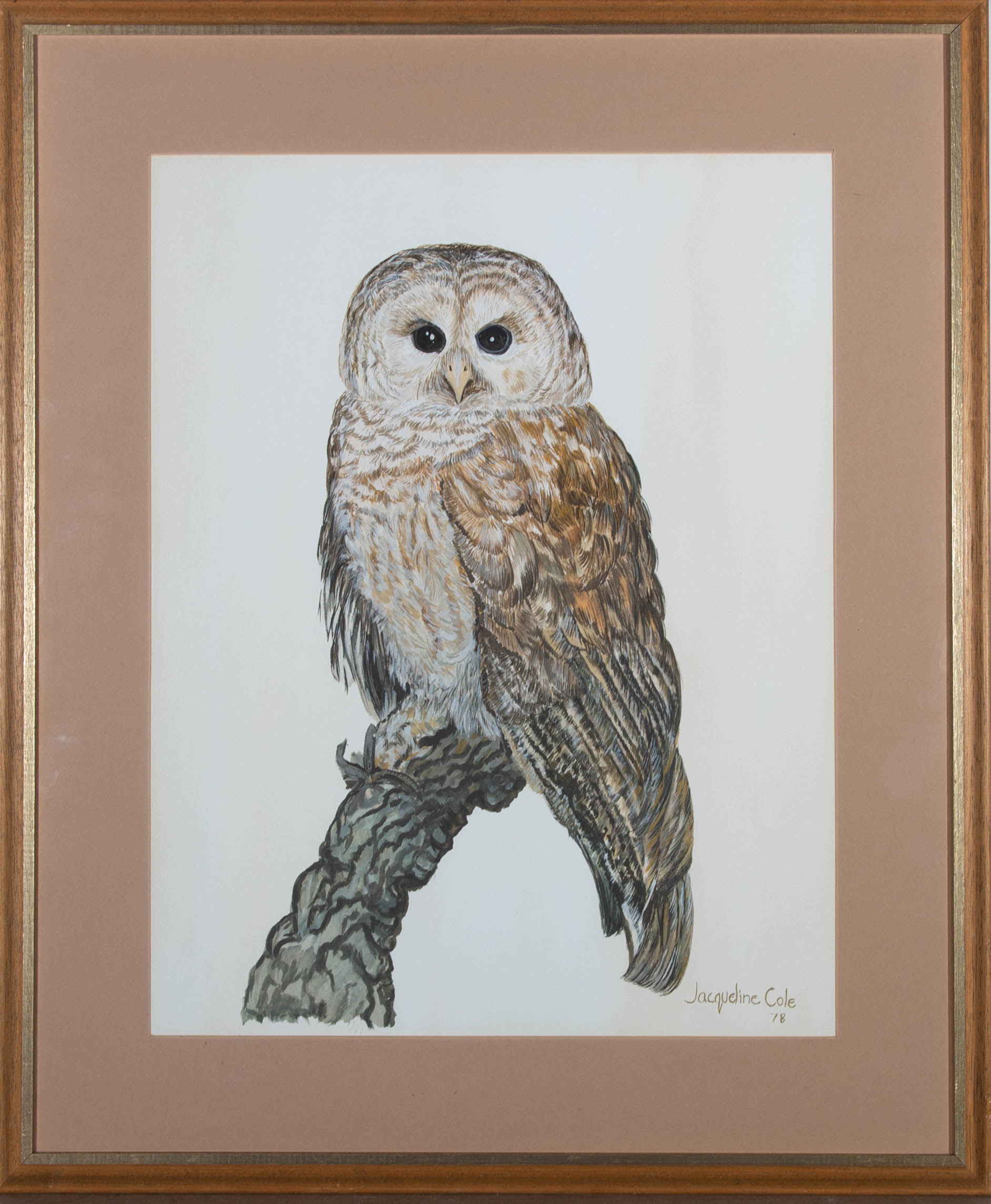 Jacqueline Cole - 1978 Watercolour, Disgruntled Owl von Jacqueline Cole ...