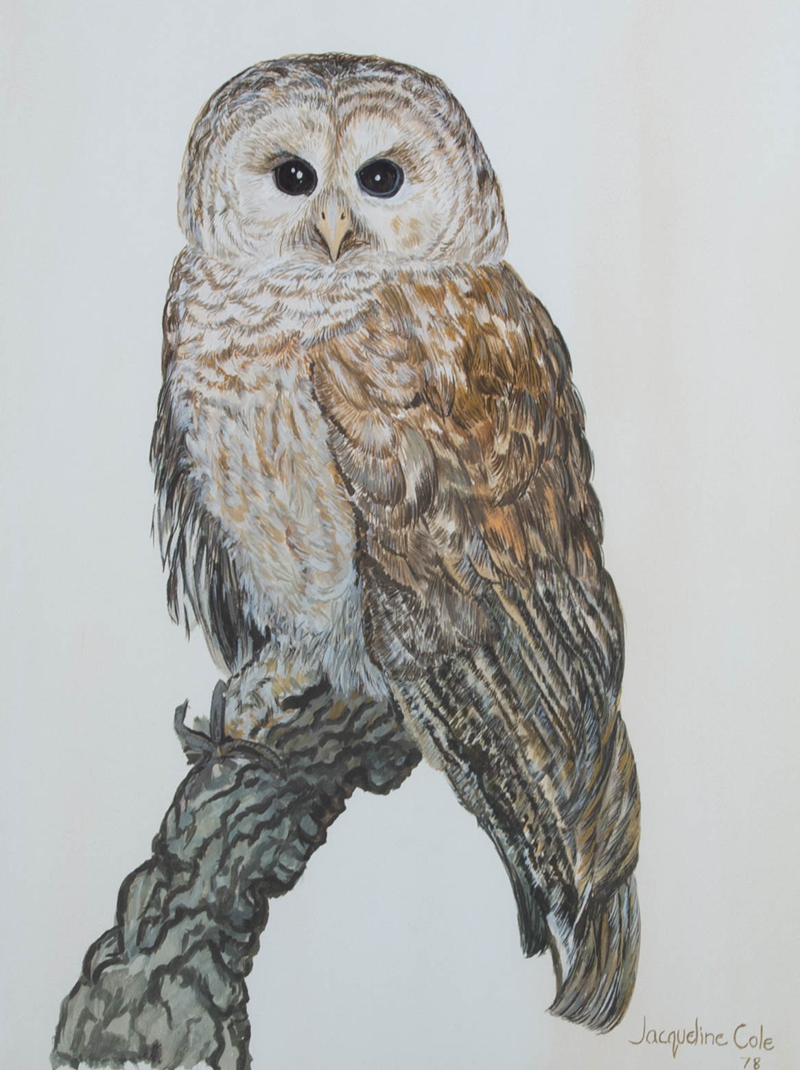 Jacqueline Cole - 1978 Watercolour, Disgruntled Owl by Jacqueline Cole ...