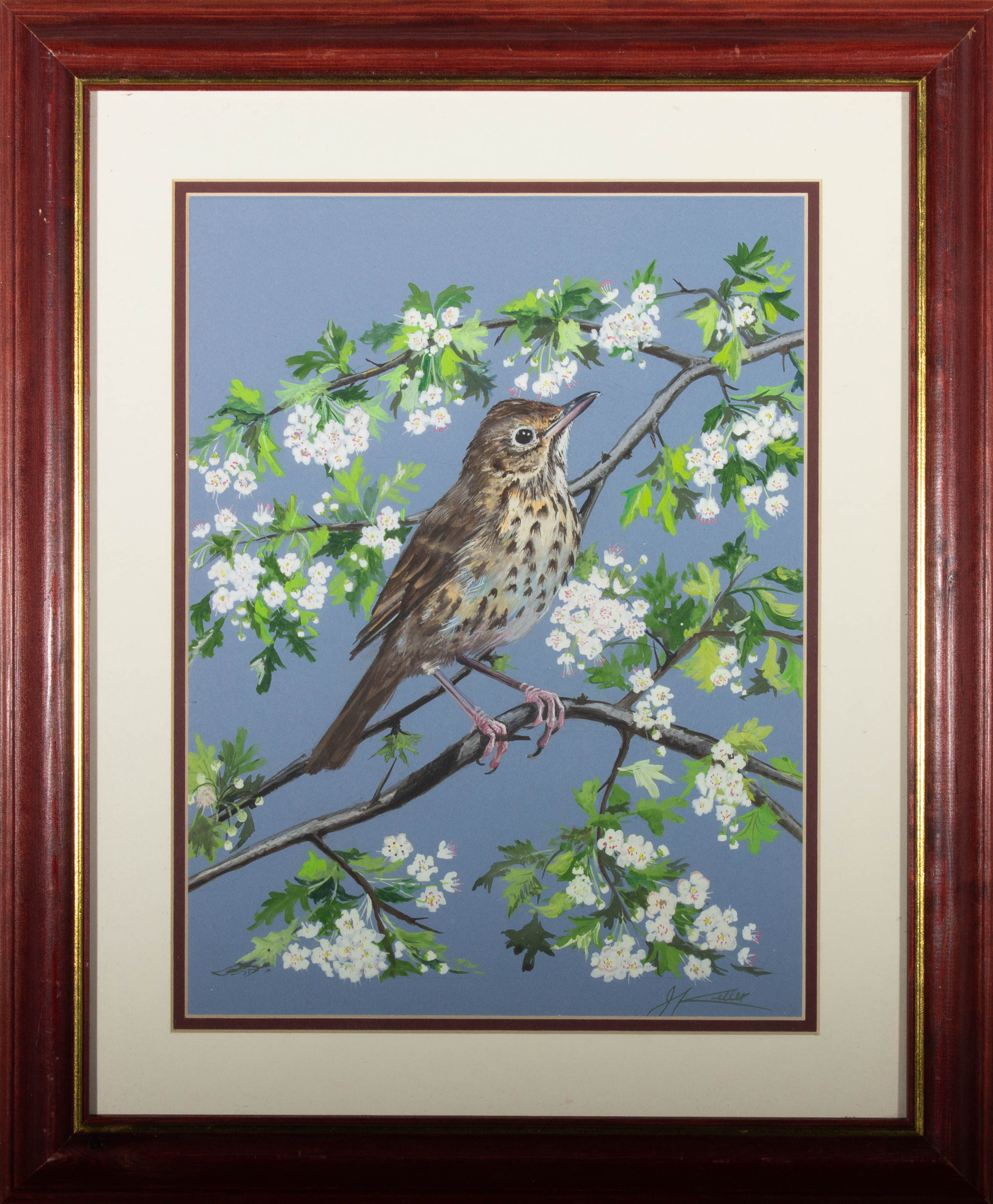 J. Keller - Mid 20th Century Watercolour, Young Thrush On Hawthorn by J ...