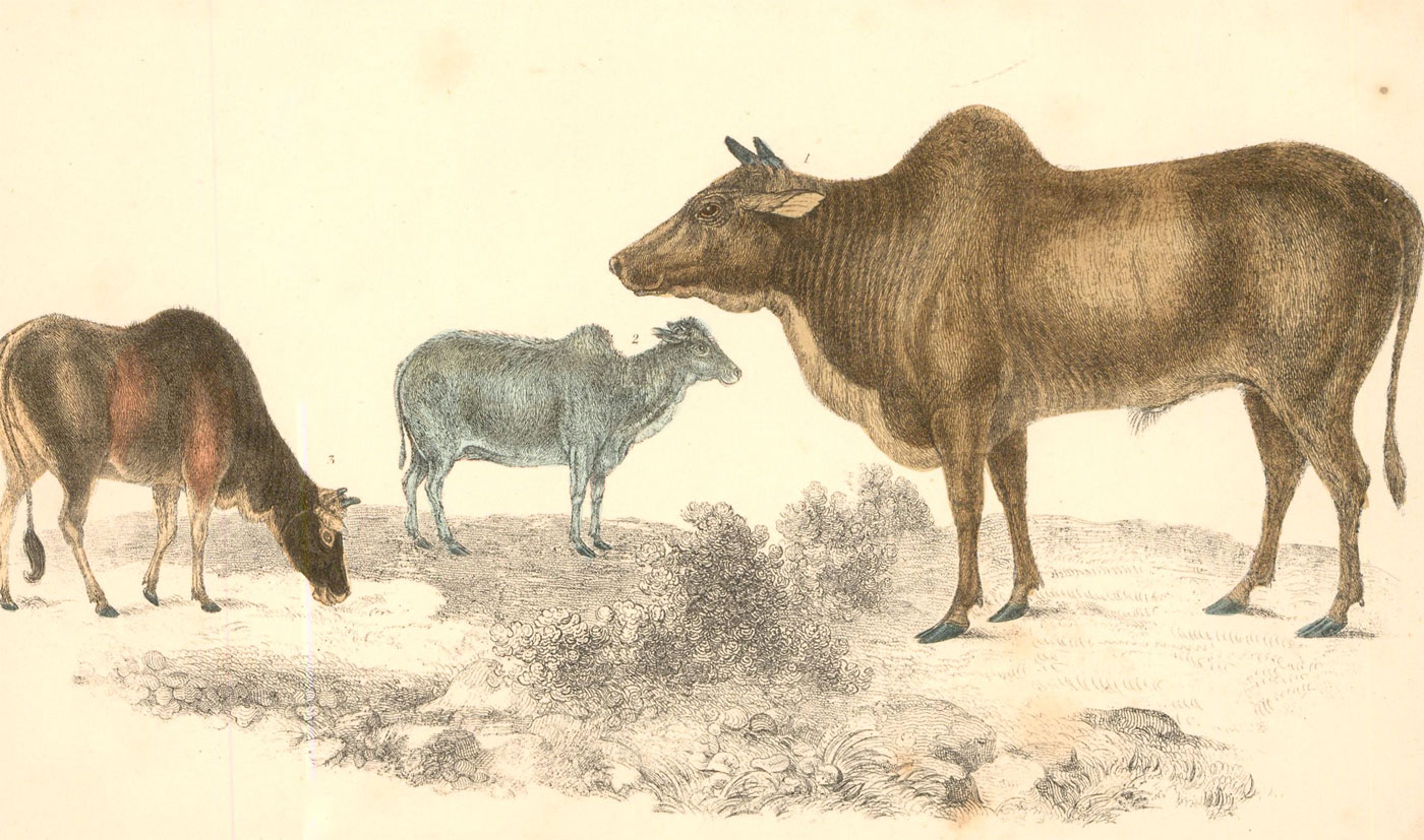 Early 20th Century Lithograph - Zebu Cows: Art / Print / Poster | Sulis ...