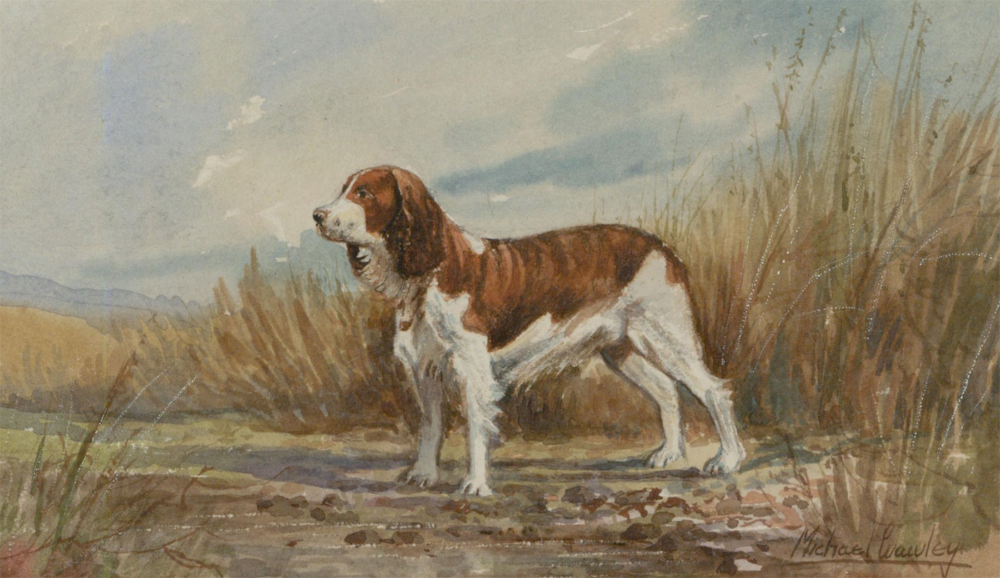 Michael Crawley - 20th Century Watercolour, Springer Spaniel von ...