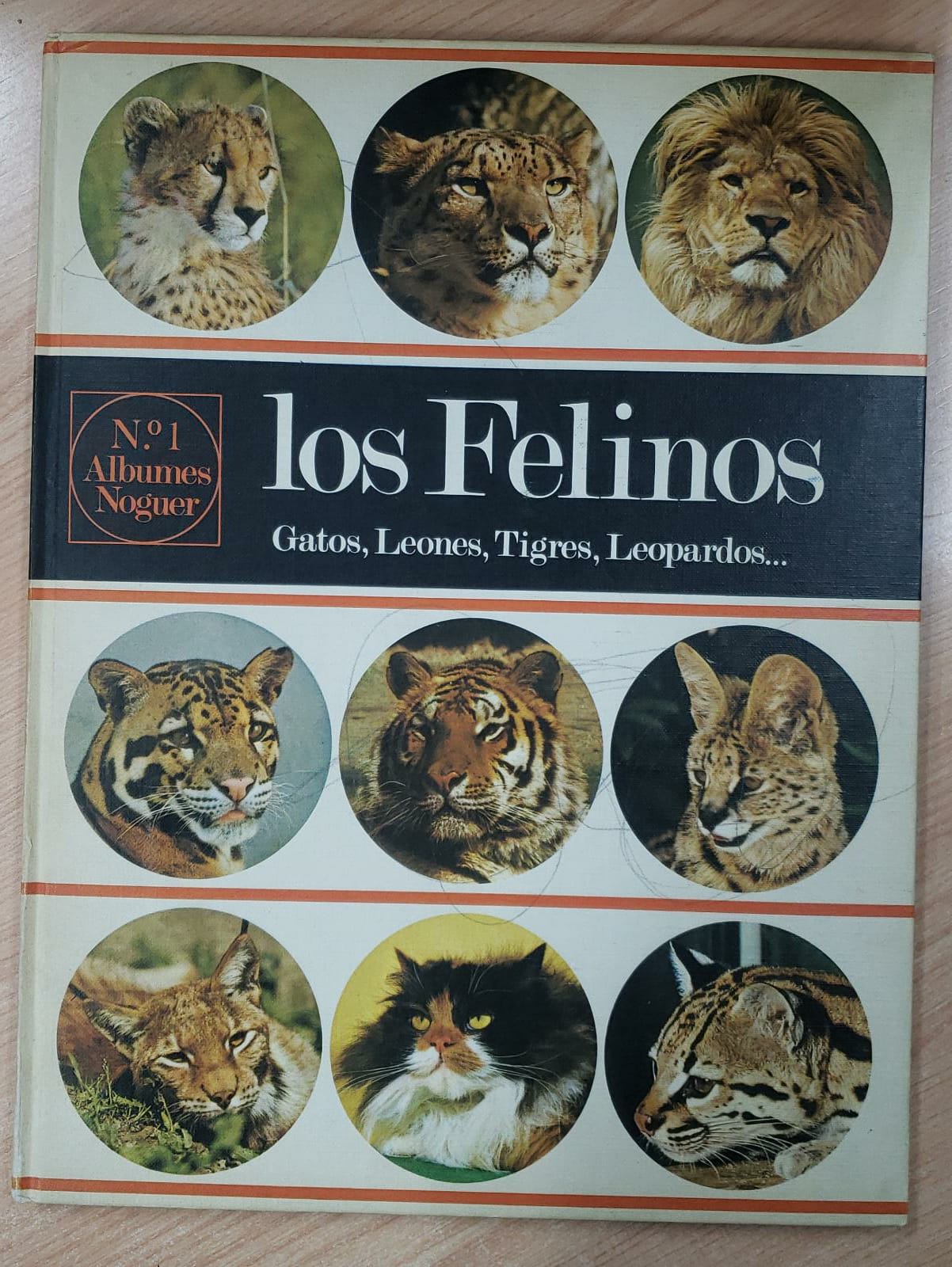 Los Felinos. Gatos, Leones, Tigres, Leopardos by Rizzoli Editore: Muy ...