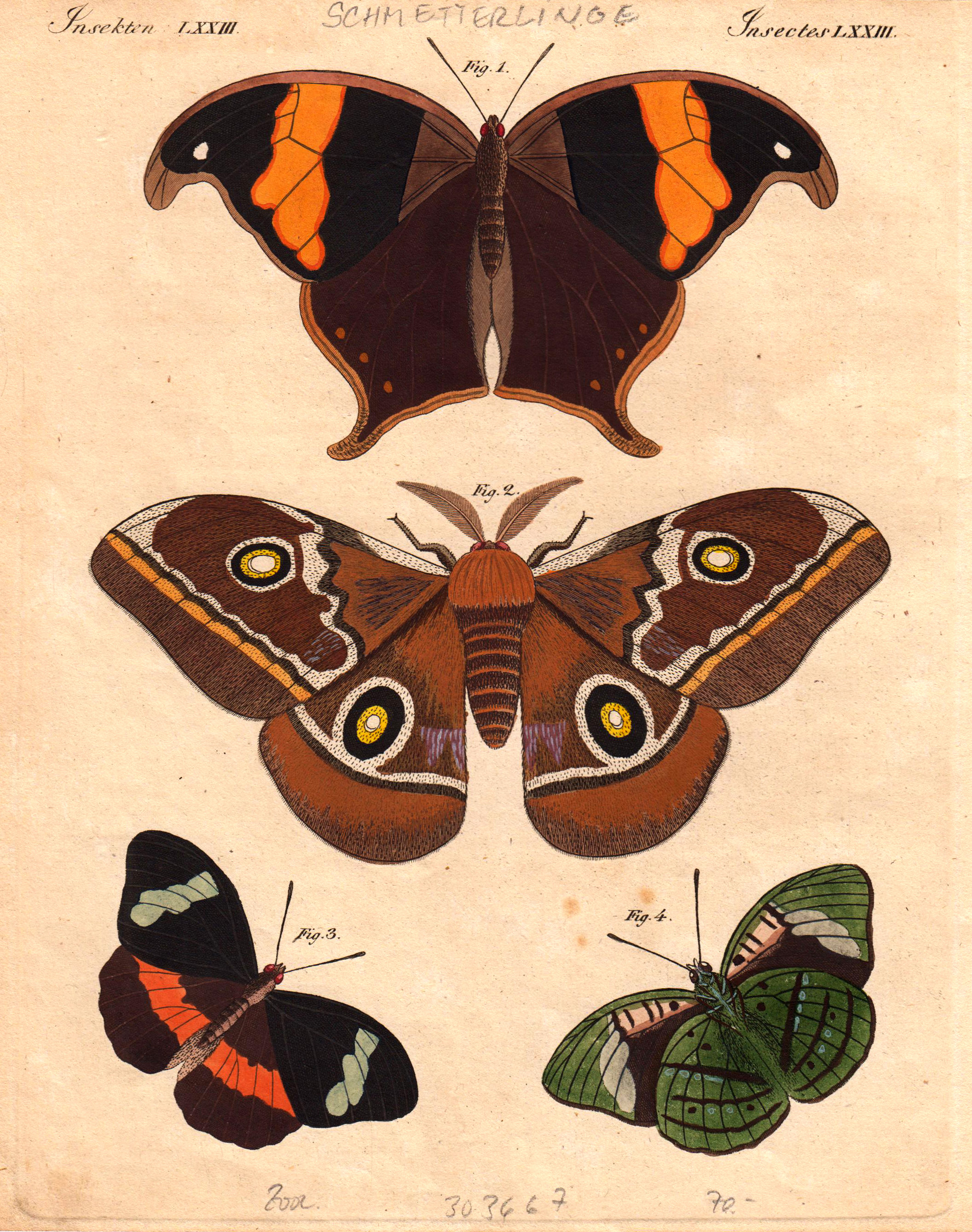 Arcesilaus (Papilio Arcesilaus), "Die Capsche Phaläne" (Phalaena ...