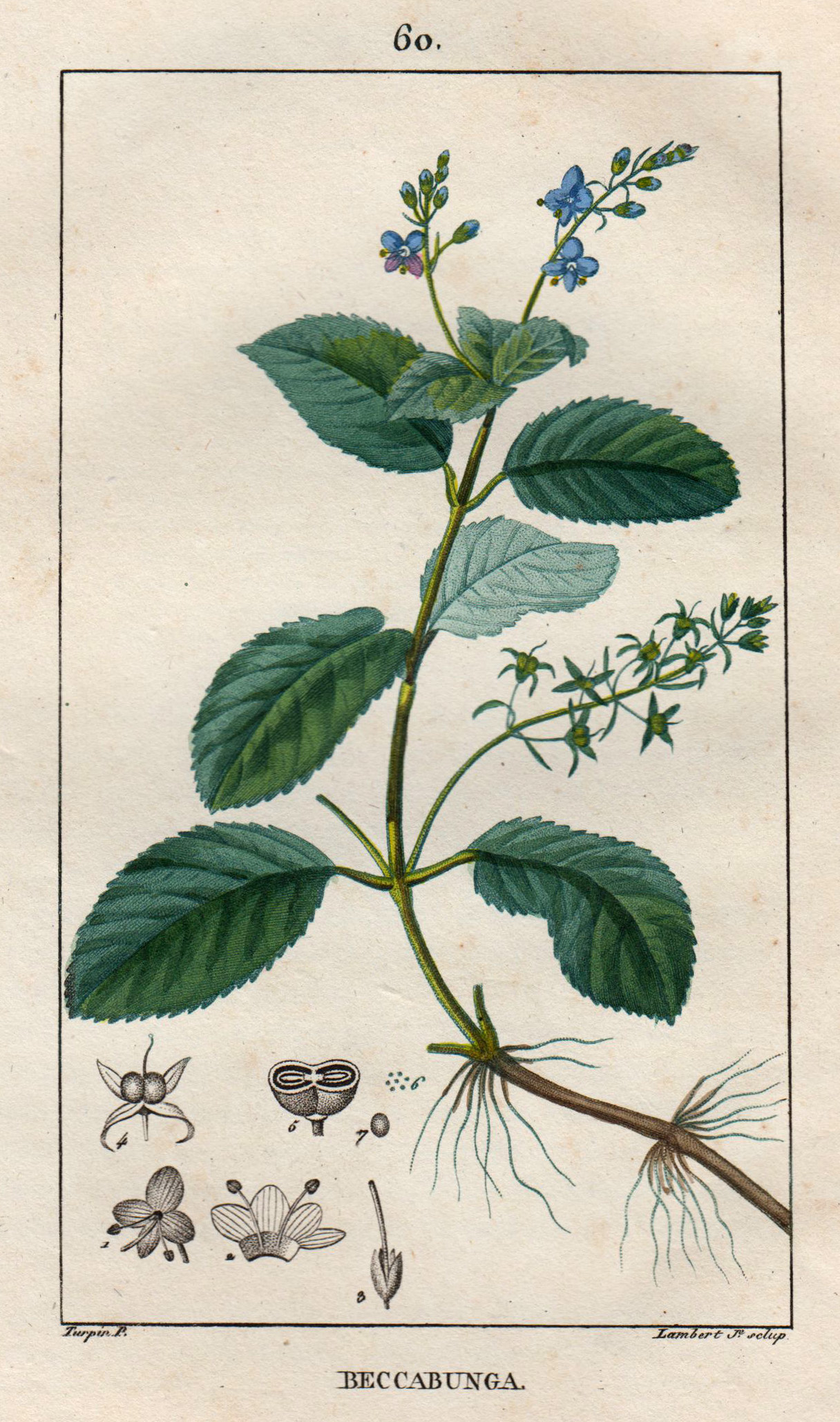 Beccabunga, auch Bach-Ehrenpreis genannt, aus der Familie der ...