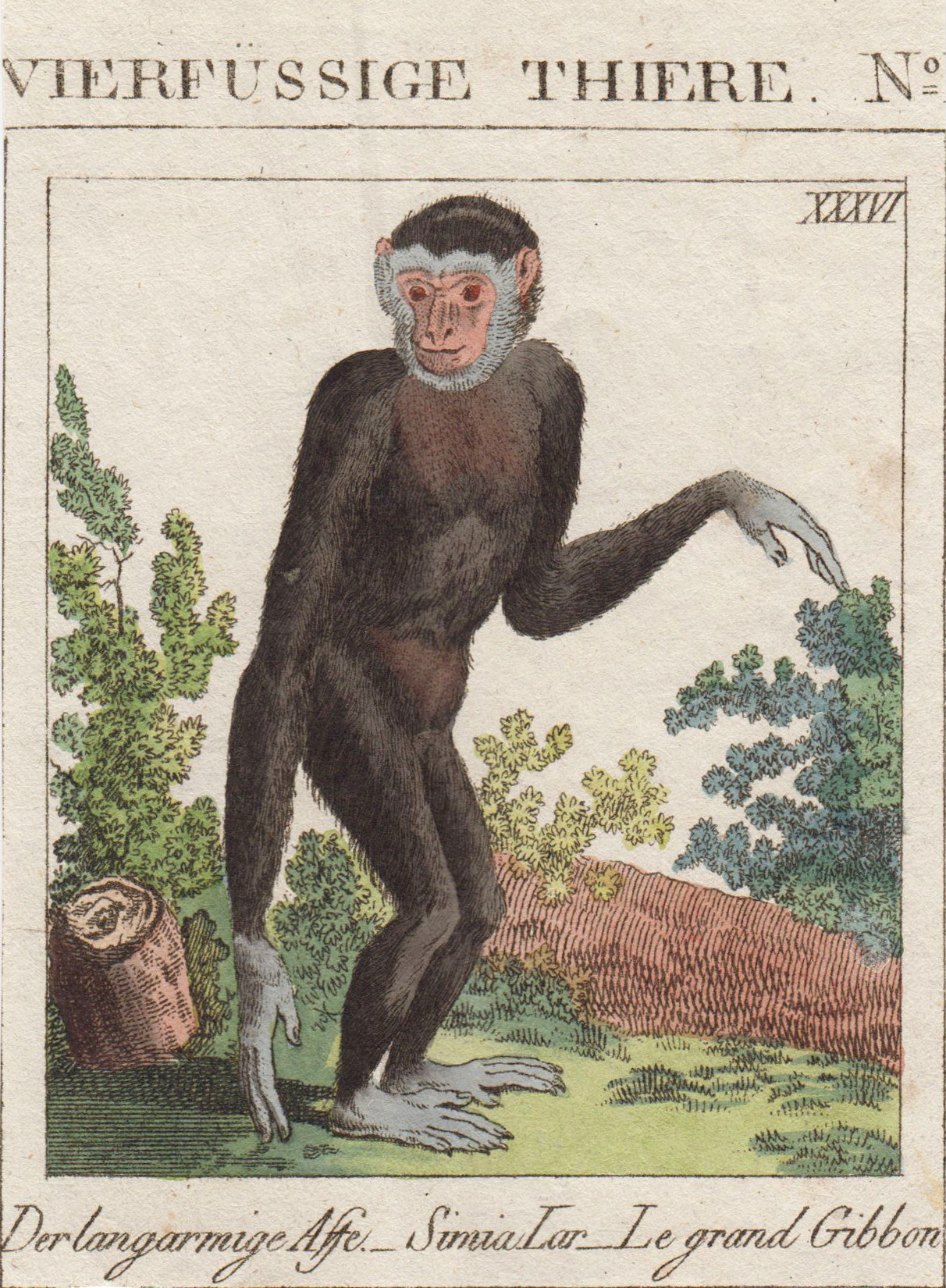 Der langarmige Affe. by Tiere: Affe:: Art / Print / Poster ...