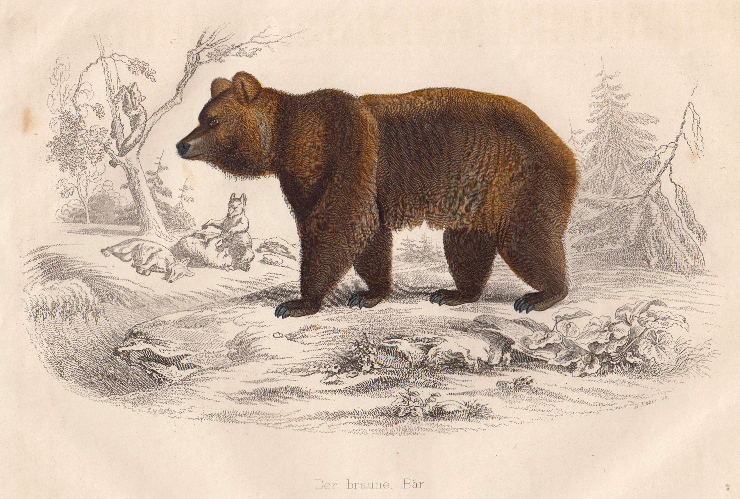 Braunbär, "Der braune Bär". by Tiere: Bären:: Art / Print / Poster ...