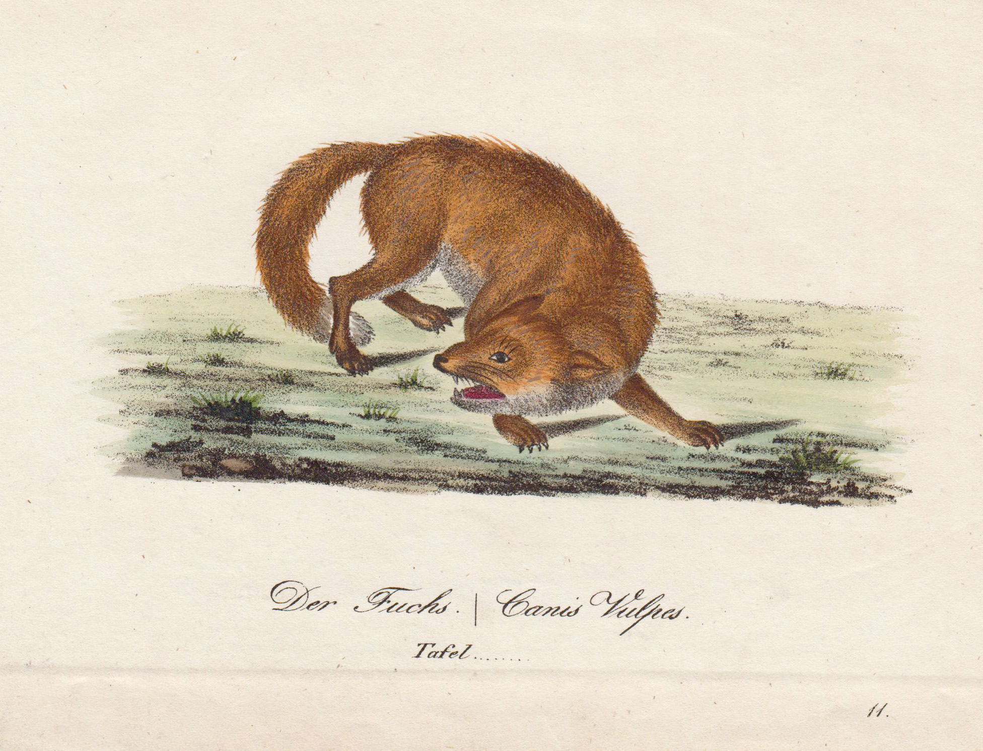 "Der Fuchs. Canis Vulpes.". von Tiere: Fuchs:: Kunst / Grafik / Poster ...