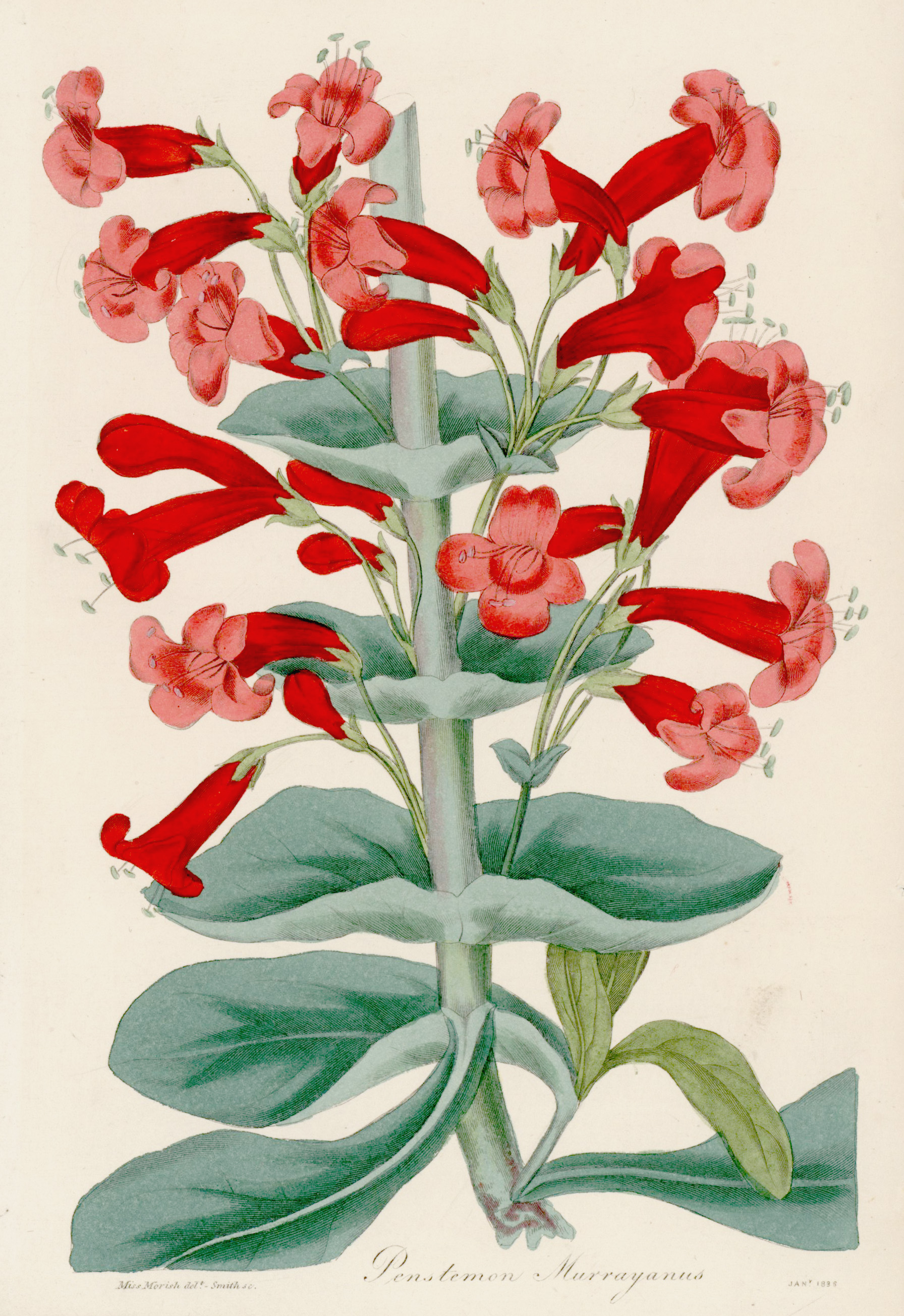 Penstemon Murrayanus. by Blumen: Bartfaden:: Art / Print / Poster ...