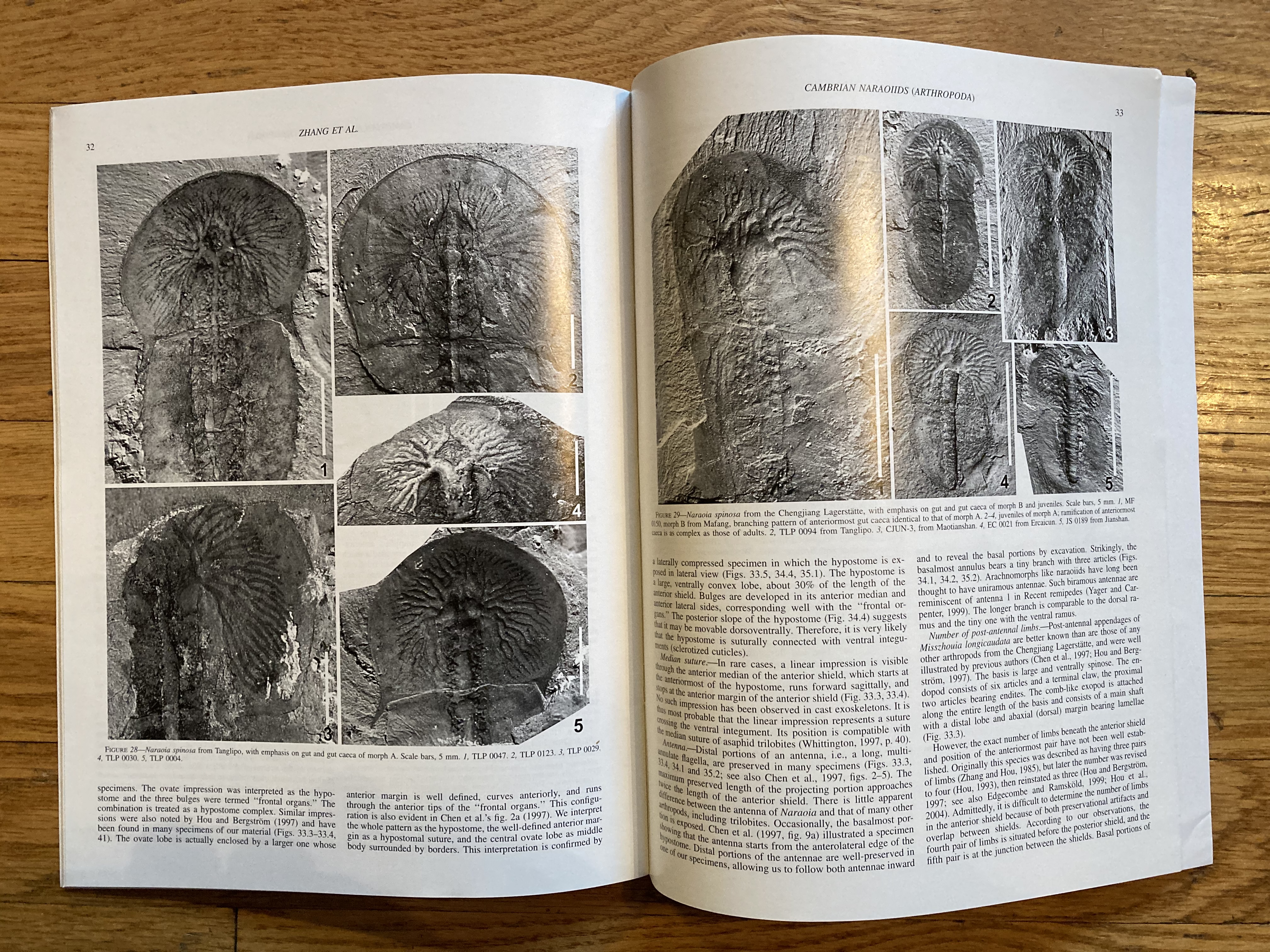 CAMBRIAN NARAOIIDS (ARTHROPODA): MORPHOLOGY, ONTOGENY, SYSTEMATICS, AND ...