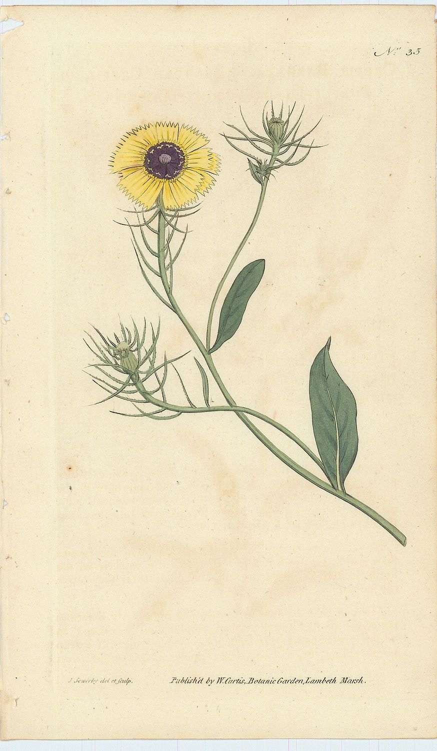 Crepis Barbata. Bearded Crepis, or Purple-Eyed Succory-Hawkweed. [From ...