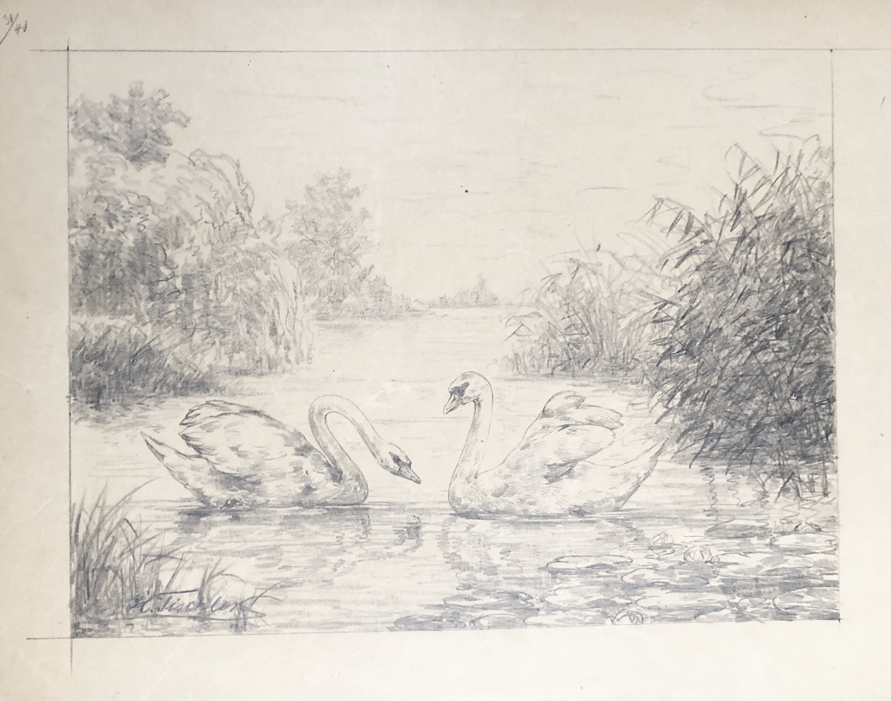 Schwäne auf einem See - Schwan Schwäne Teich swans swan pond Fluß river ...