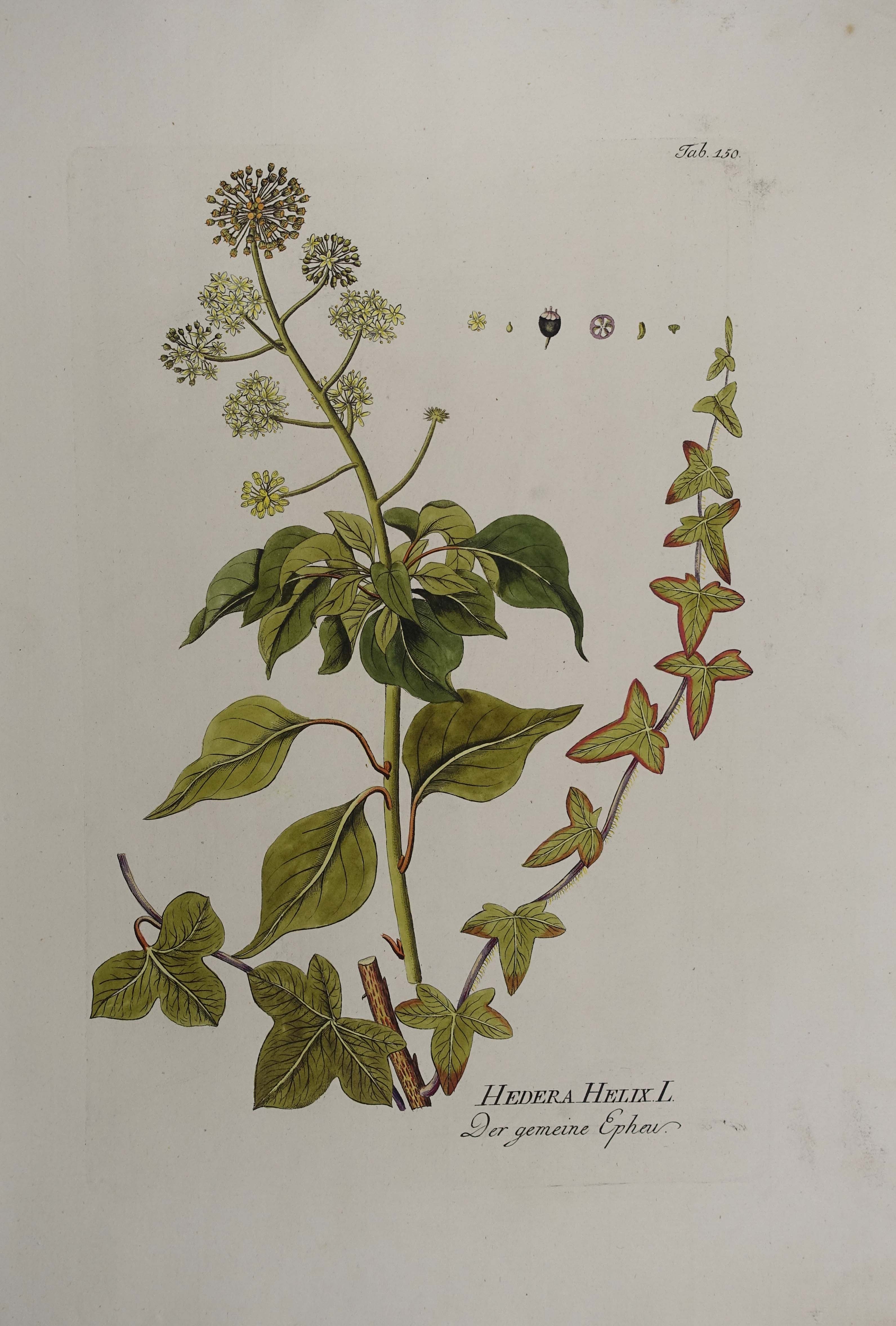 Hedera Helix. L. / Der gemeine Epheu. Altkolorierter Kupferstich aus ...