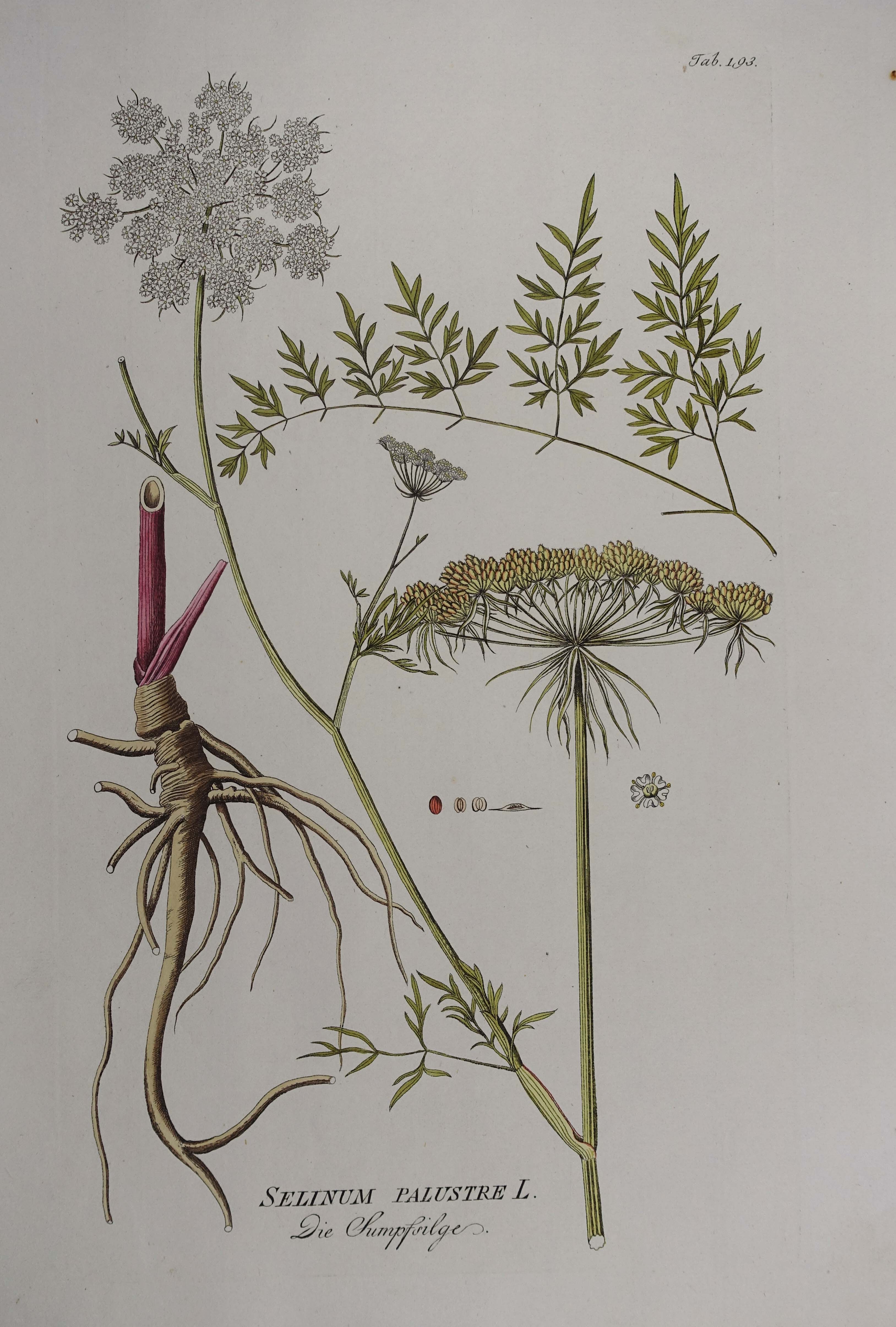 Selinum Palustre L. / Die Sumpfsilge. Altkolorierter Kupferstich aus ...