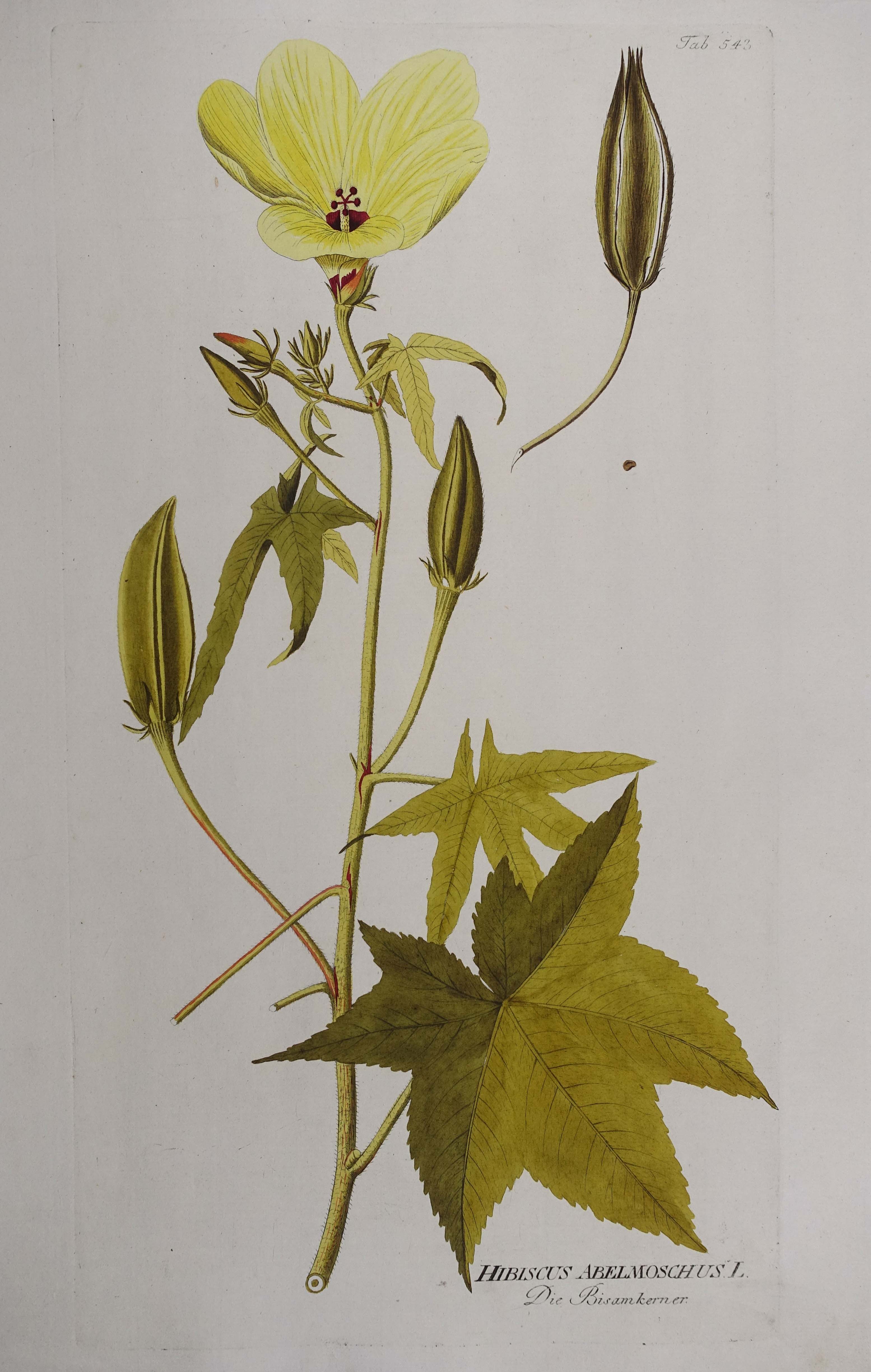 Hisbiscus Abelmoschus. L. / Die Bisamkerner. Altkolorierter Kupferstich ...