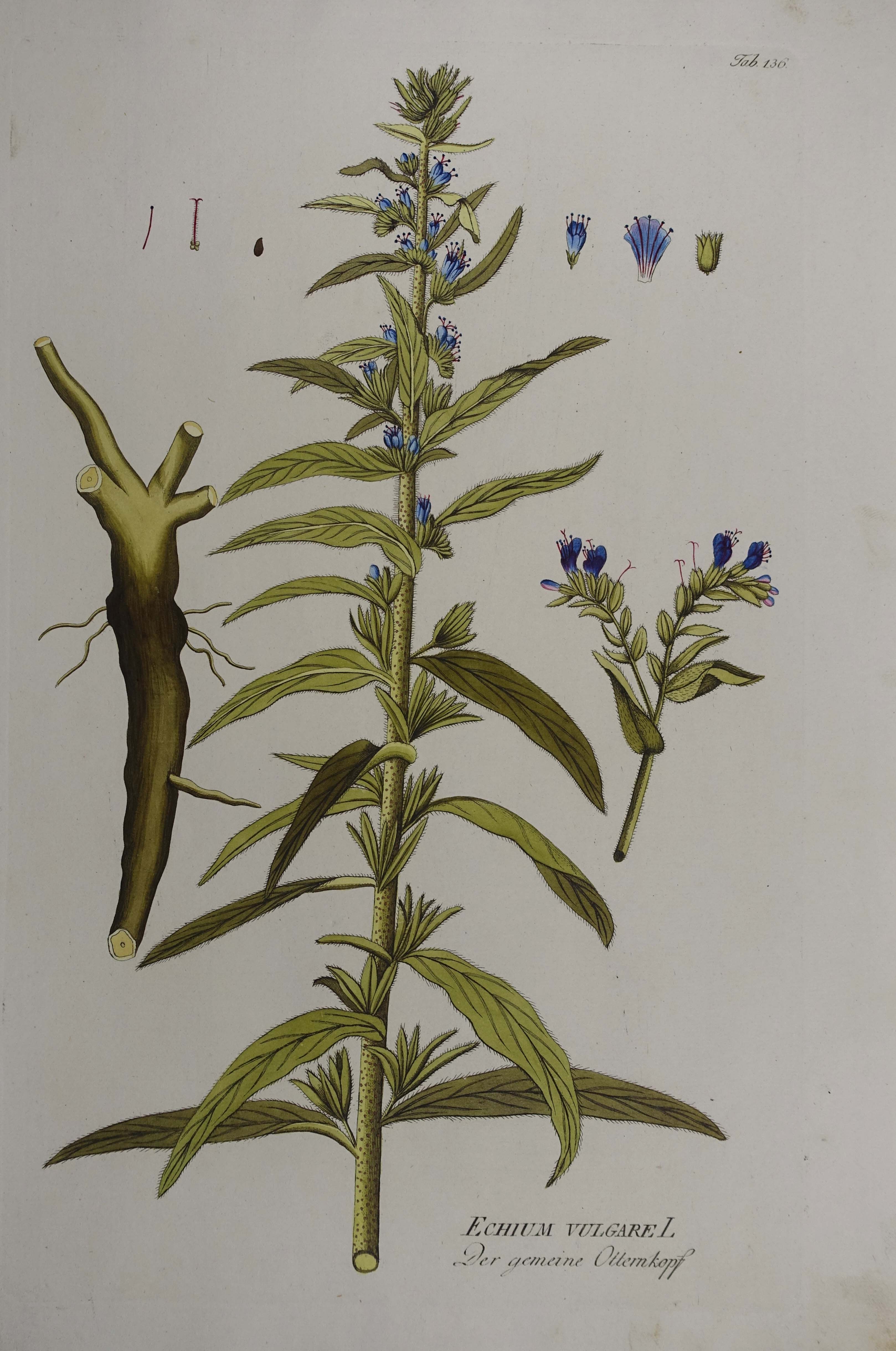 Echium vulgare L / Der gemeine Otternkopf. Altkolorierter Kupferstich ...