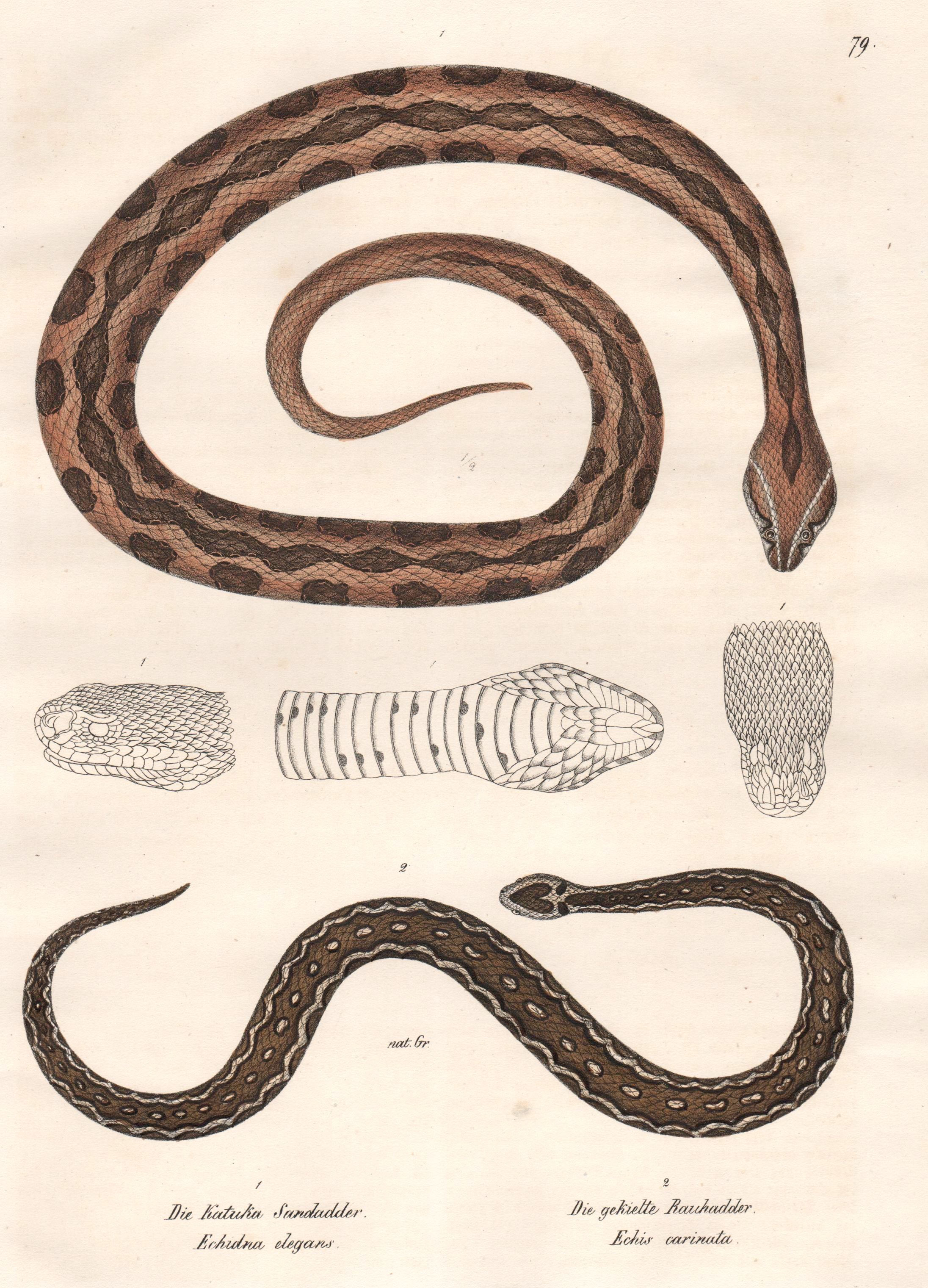 "Die Katuka Sandadder - Echidna oligans - Die gekielte Rauhadder ...