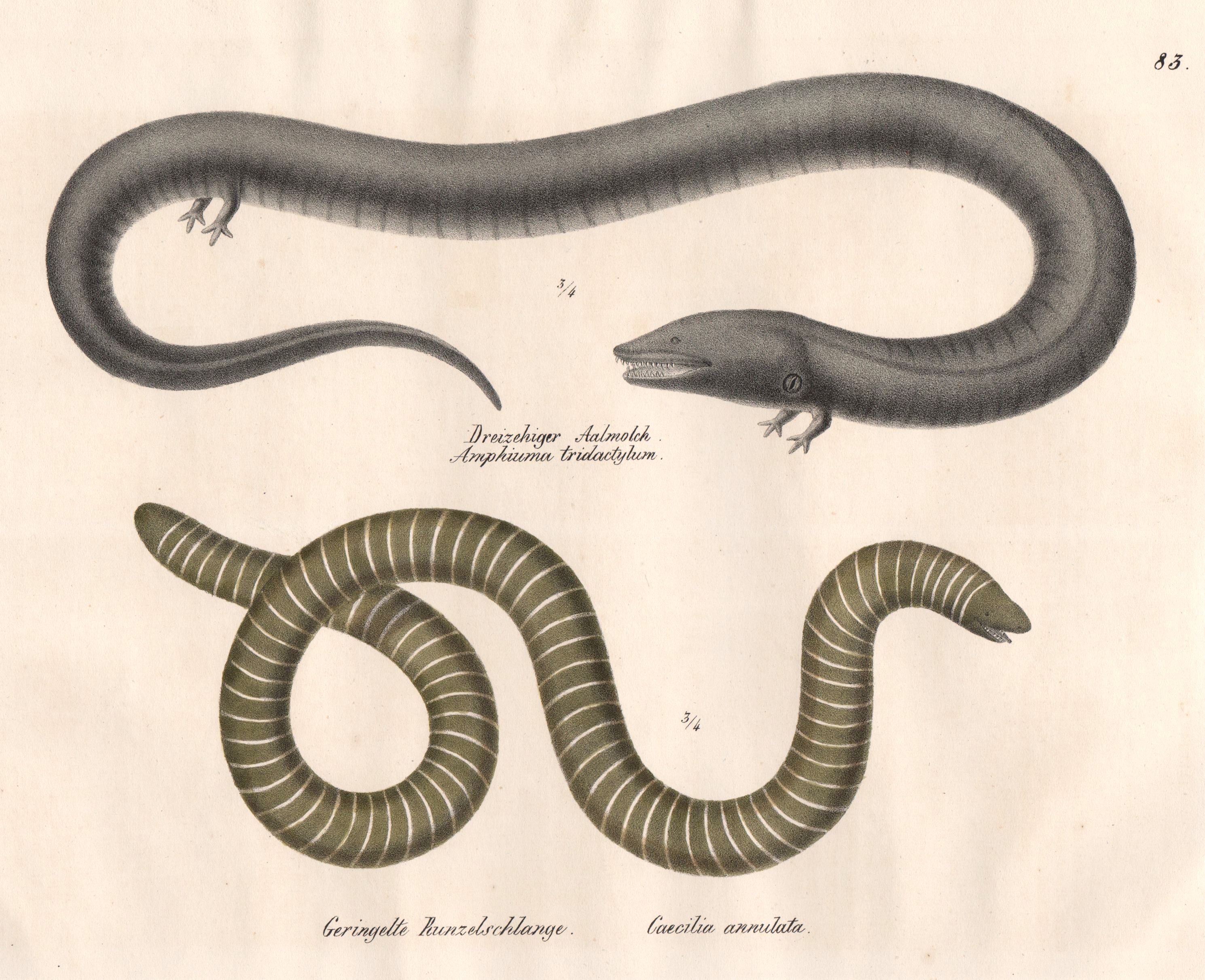 "Dreizehiger Aalmolch - Geringelte Runzelschlange" - Amphiuma Molch ...