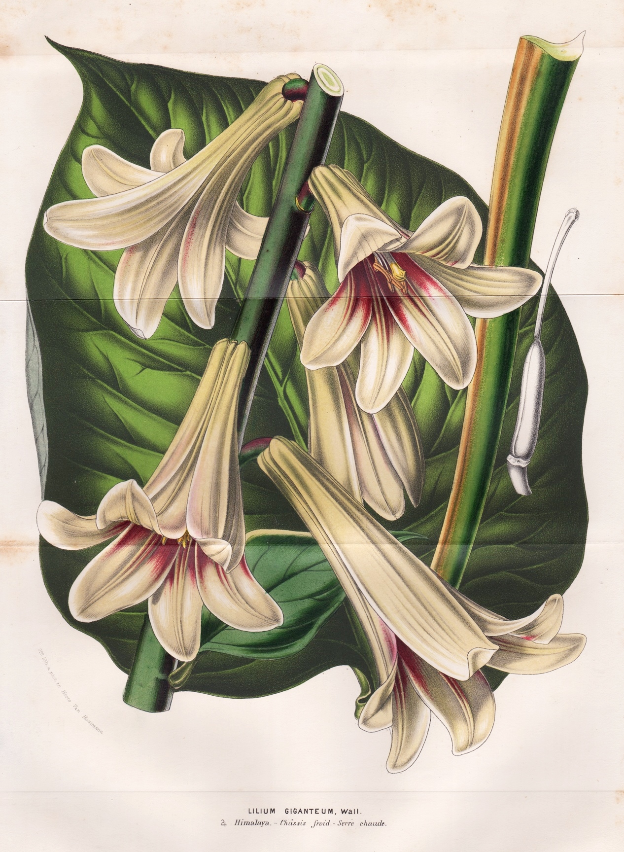 "Lilium Giganteum, Wall." - Cardiocrinum giganteum giant Himalayan lily ...