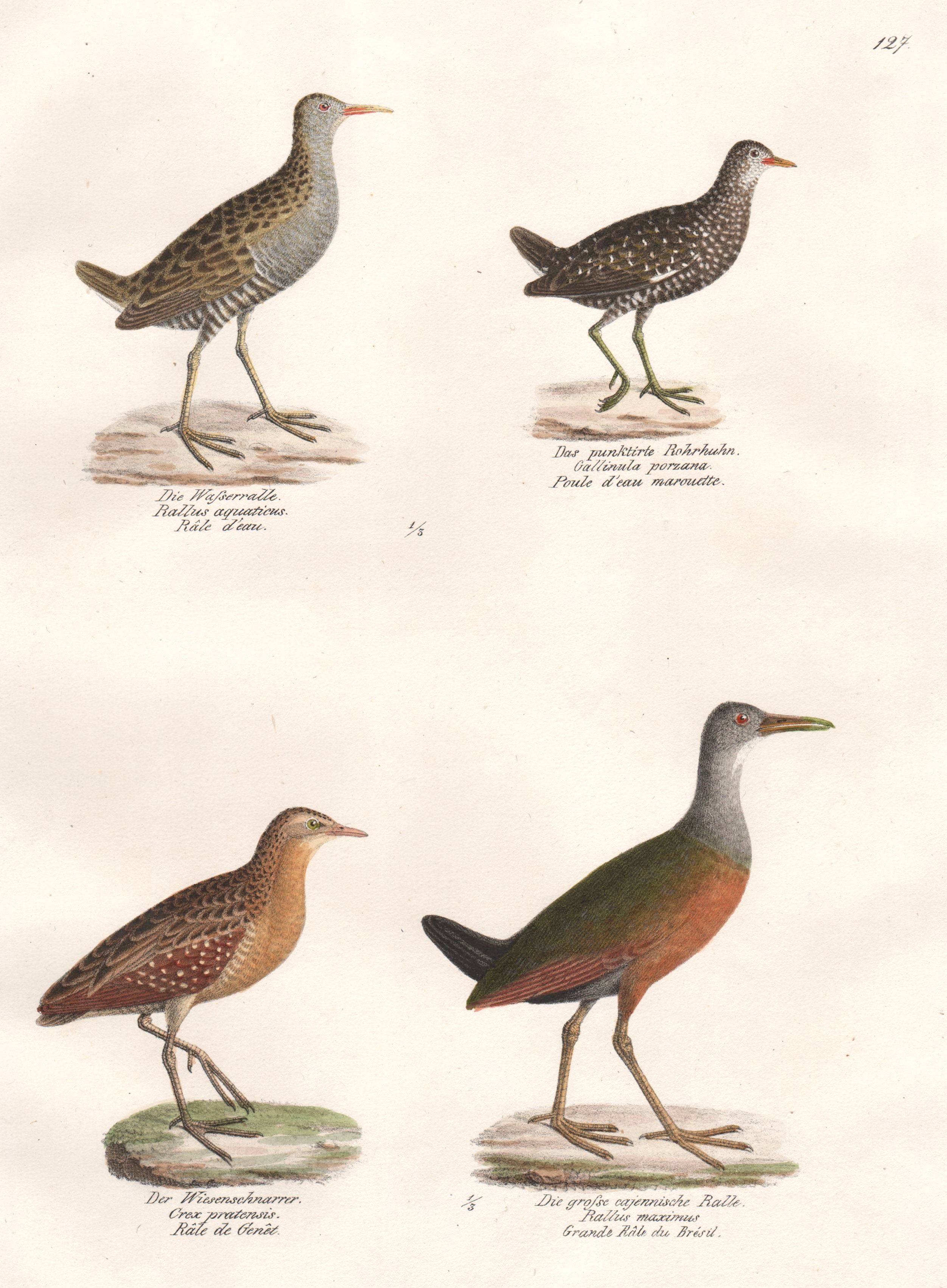 "Die Wasserralle - Das punktirte Rohrhuhn - Der Wiesenschnarrer - Die ...