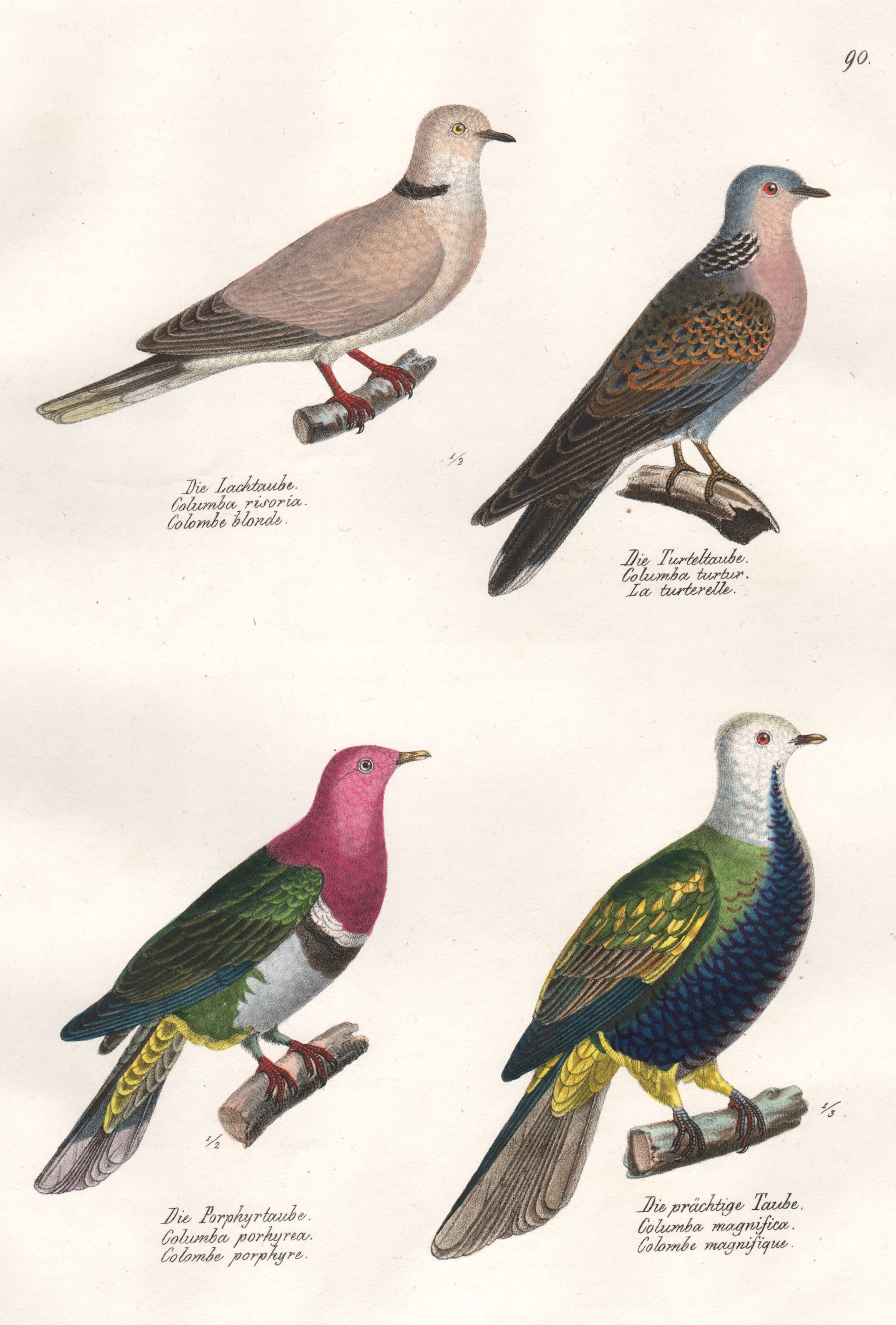 "Die Lachtaube - Die Turteltaube - Die Porphyrtaube - Die prächtige ...
