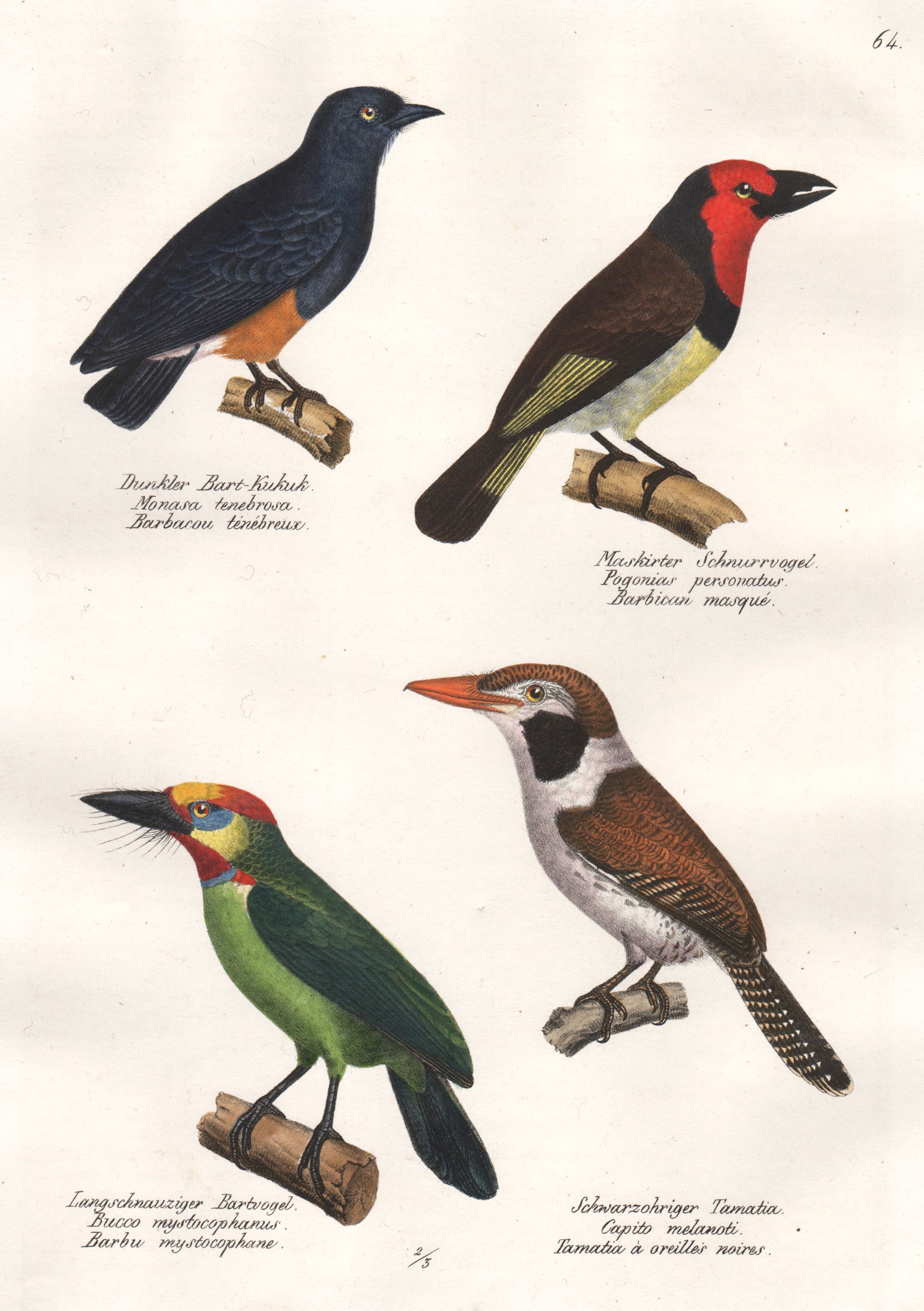 "Dunkler Bart-Kukuk - Maskirter Schnurrvogel - Langschnauziger ...