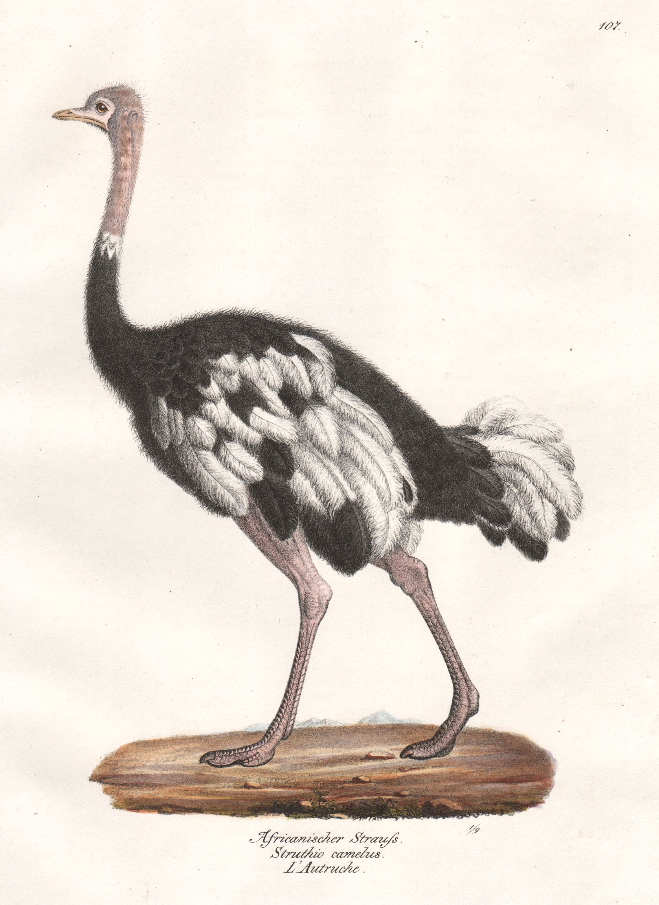 "Africanischer Stauss" - Afrikanischer Strauß ostrich Struthio camelus ...