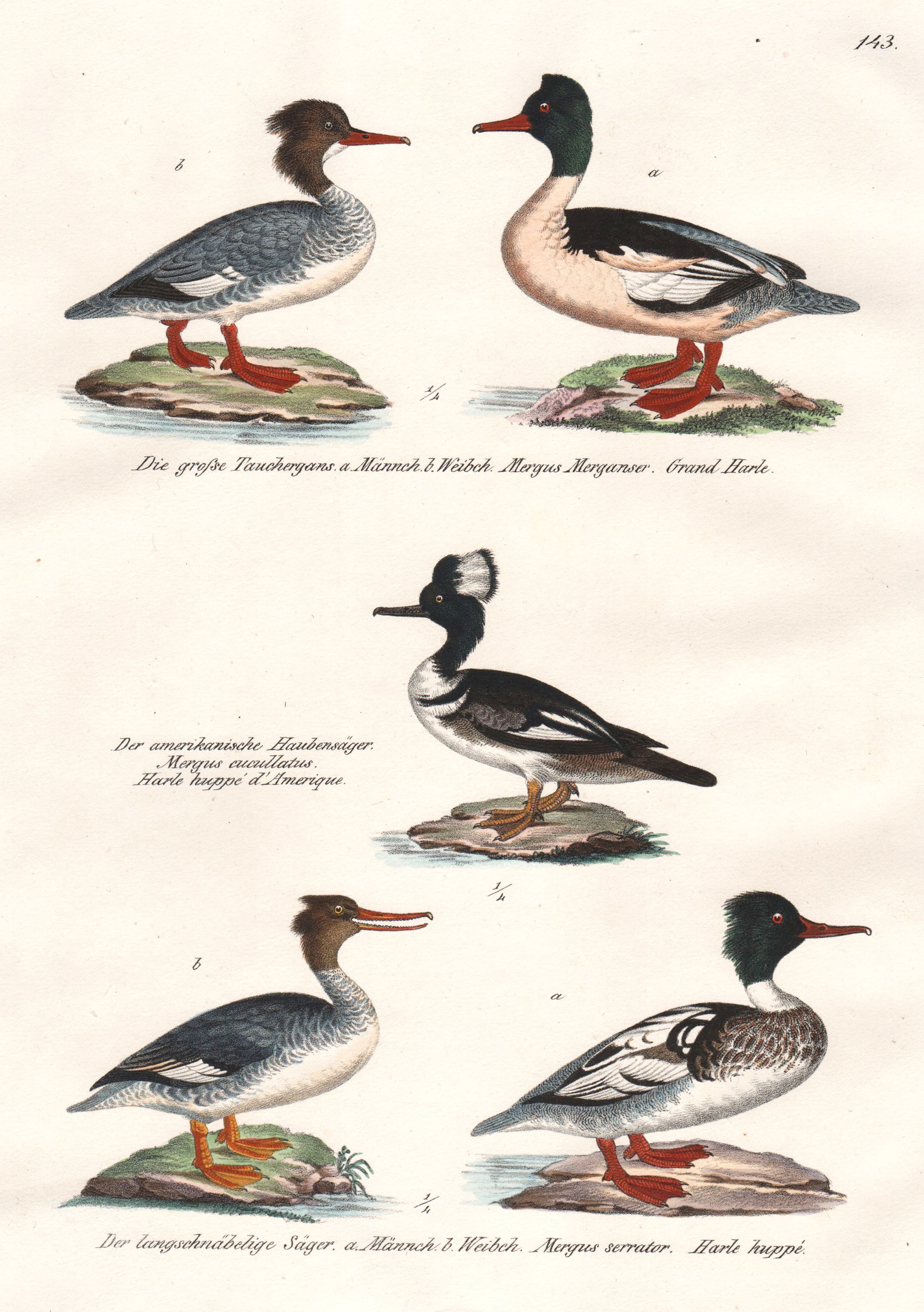 "Die grosse Tauchergans - Die amerikanische Haubensänger - Der ...