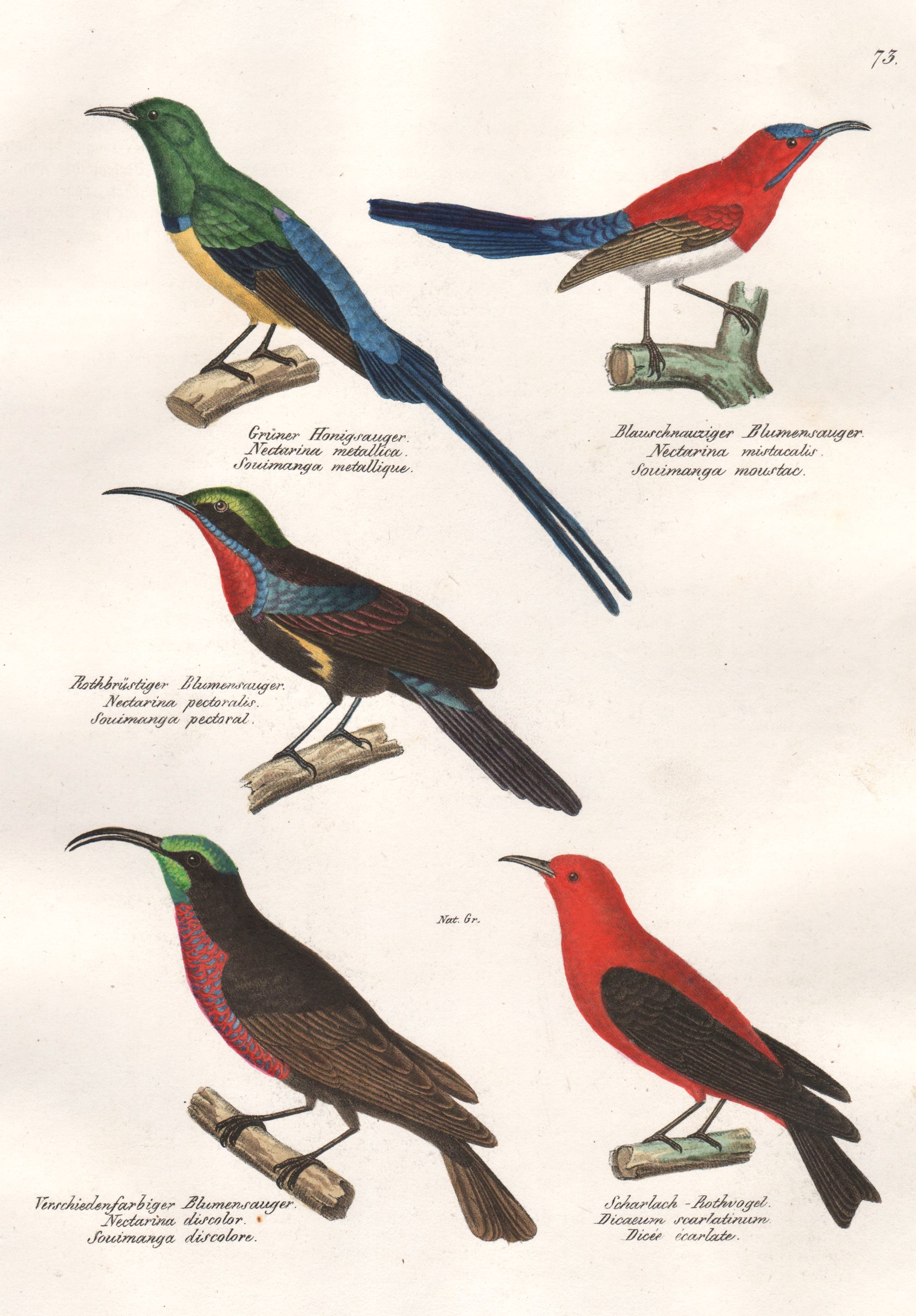 "Grüner Honigsauger - Blauschnauziger Blumensauger - Rothbrüstiger ...