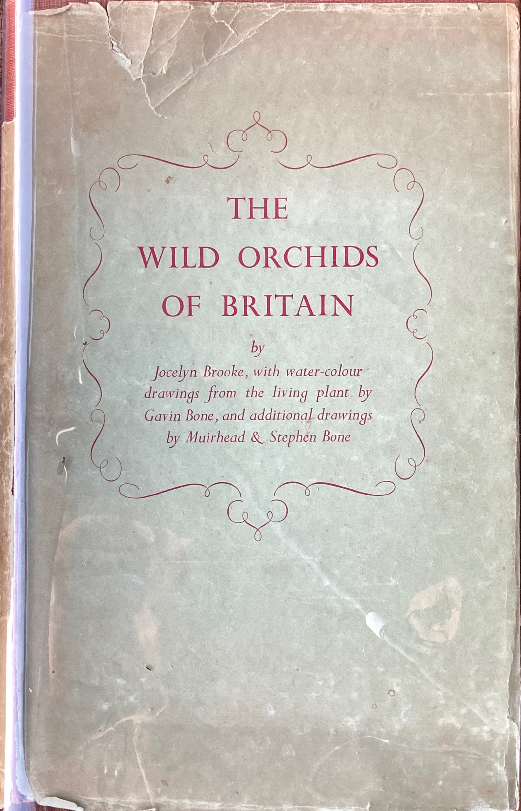 The wild orchids of Britain by Brooke, J.; watercolours by Gavin Bone ...