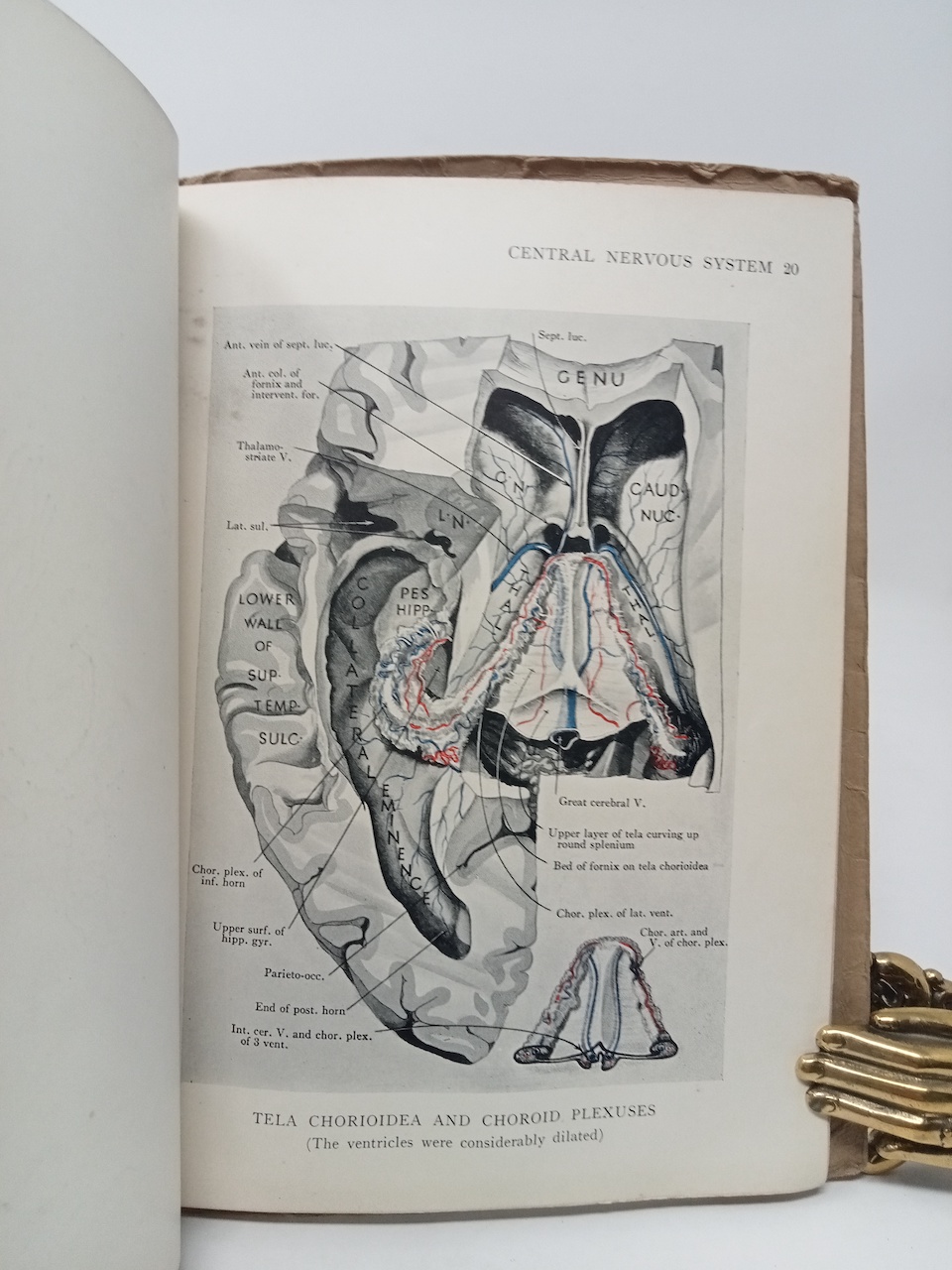 Illustrations of Regional Anatomy. Section 1: Central Nervous System ...