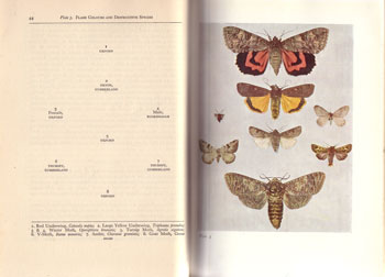 Moths. by Ford, E. B. | Andrew Isles Natural History Books