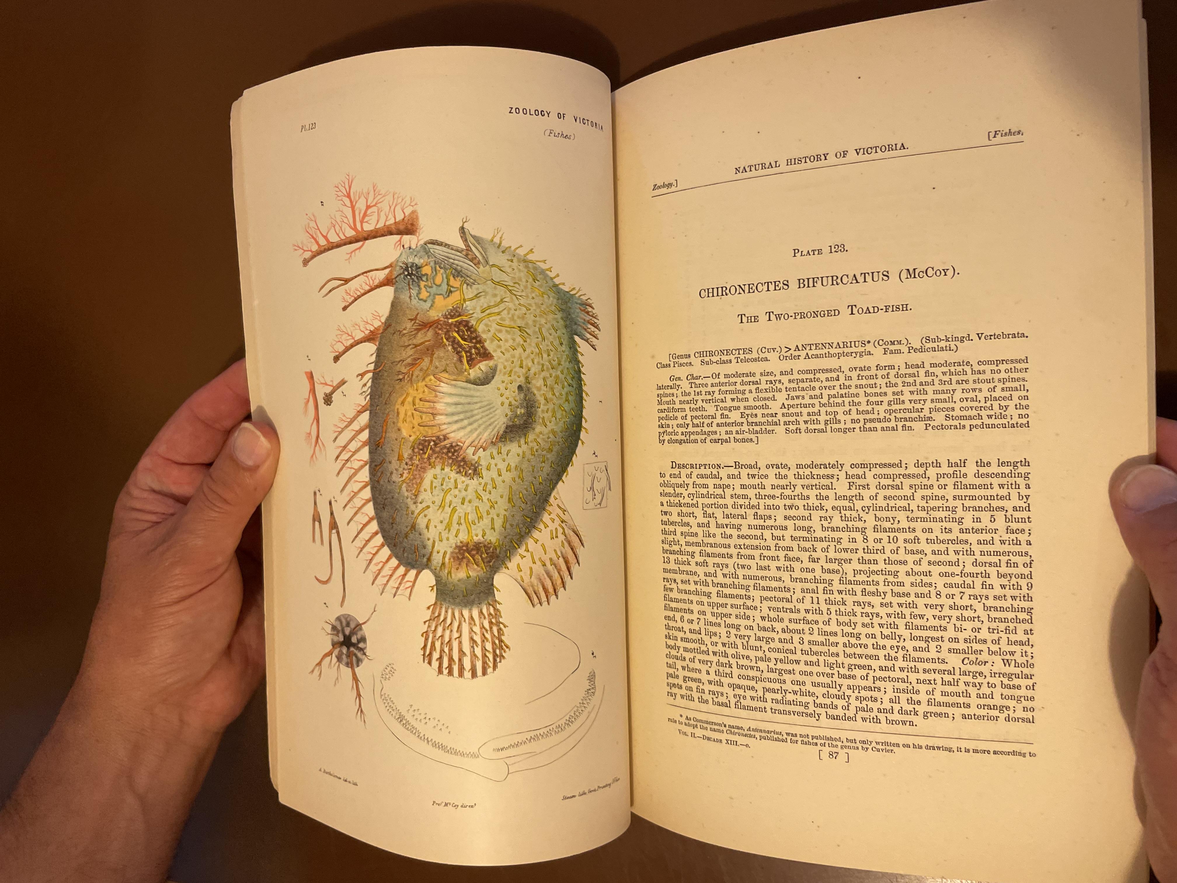 Natural History of Victoria: Prodromus of the Zoology of Victoria ...