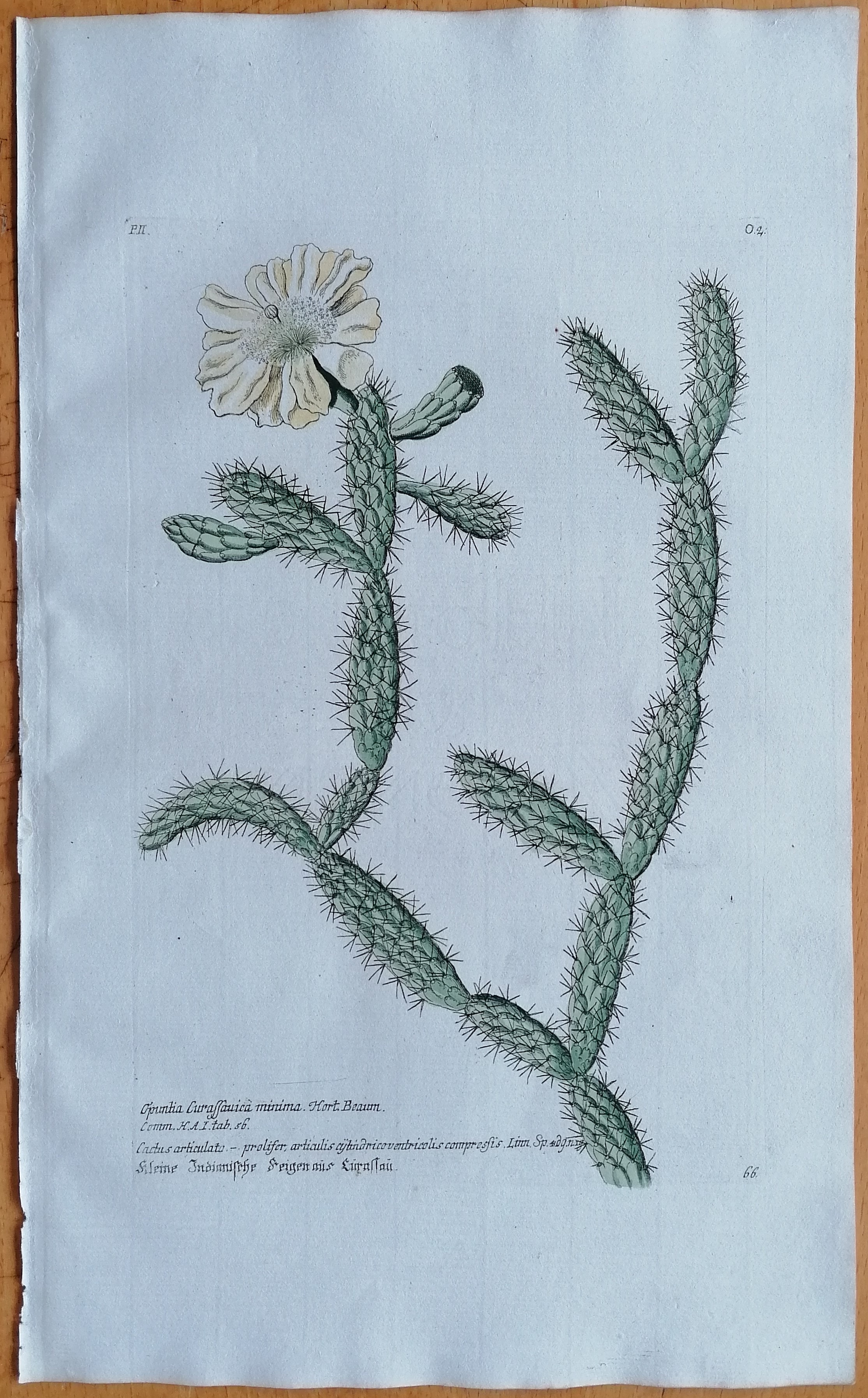 Knorr Botany Thesaurus Original Print Opuntia Cactus - 1789: (1789) Art ...