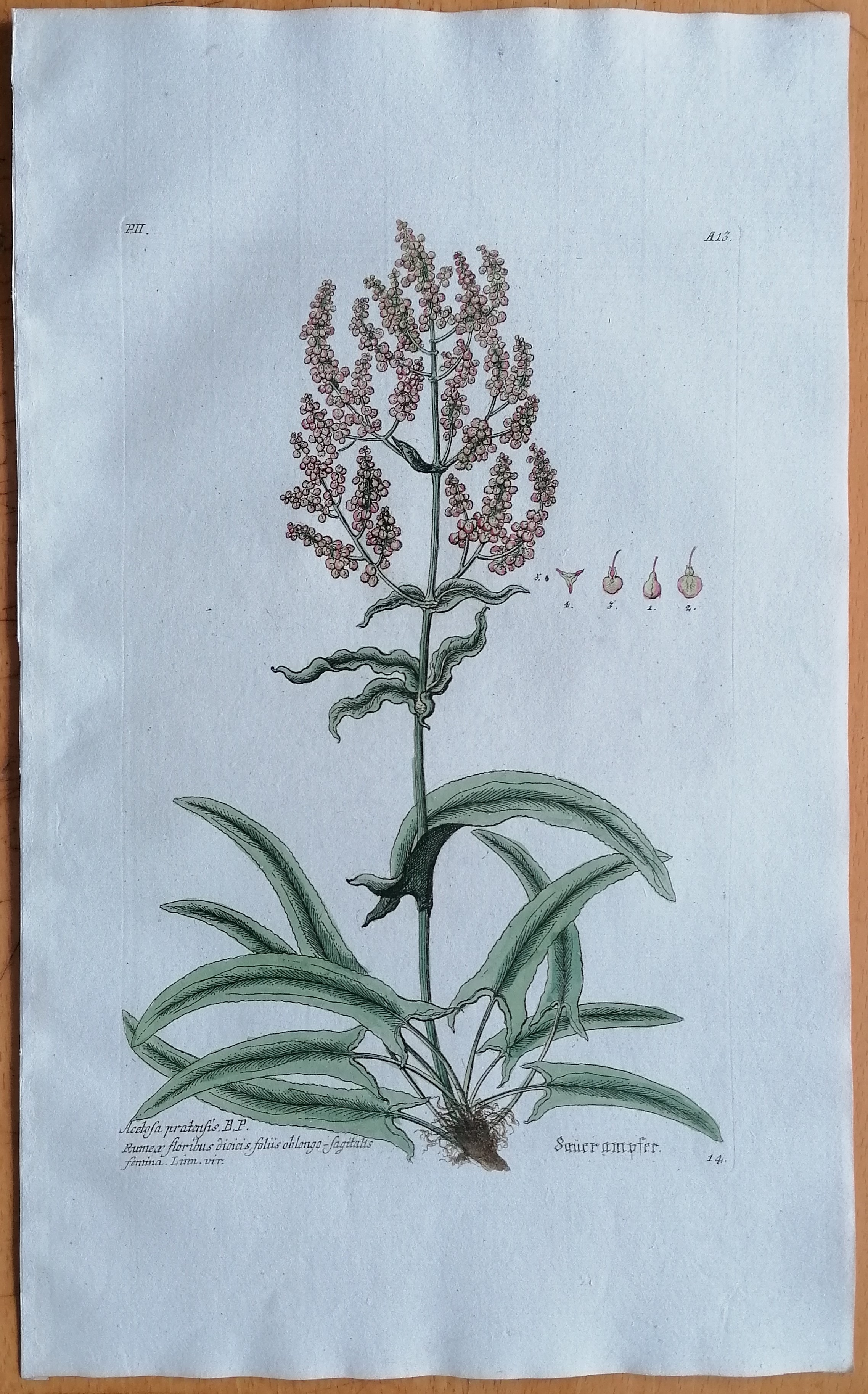 Knorr Botany Thesaurus Original Print Acetosa Sauerampfer - 1789: (1789 ...