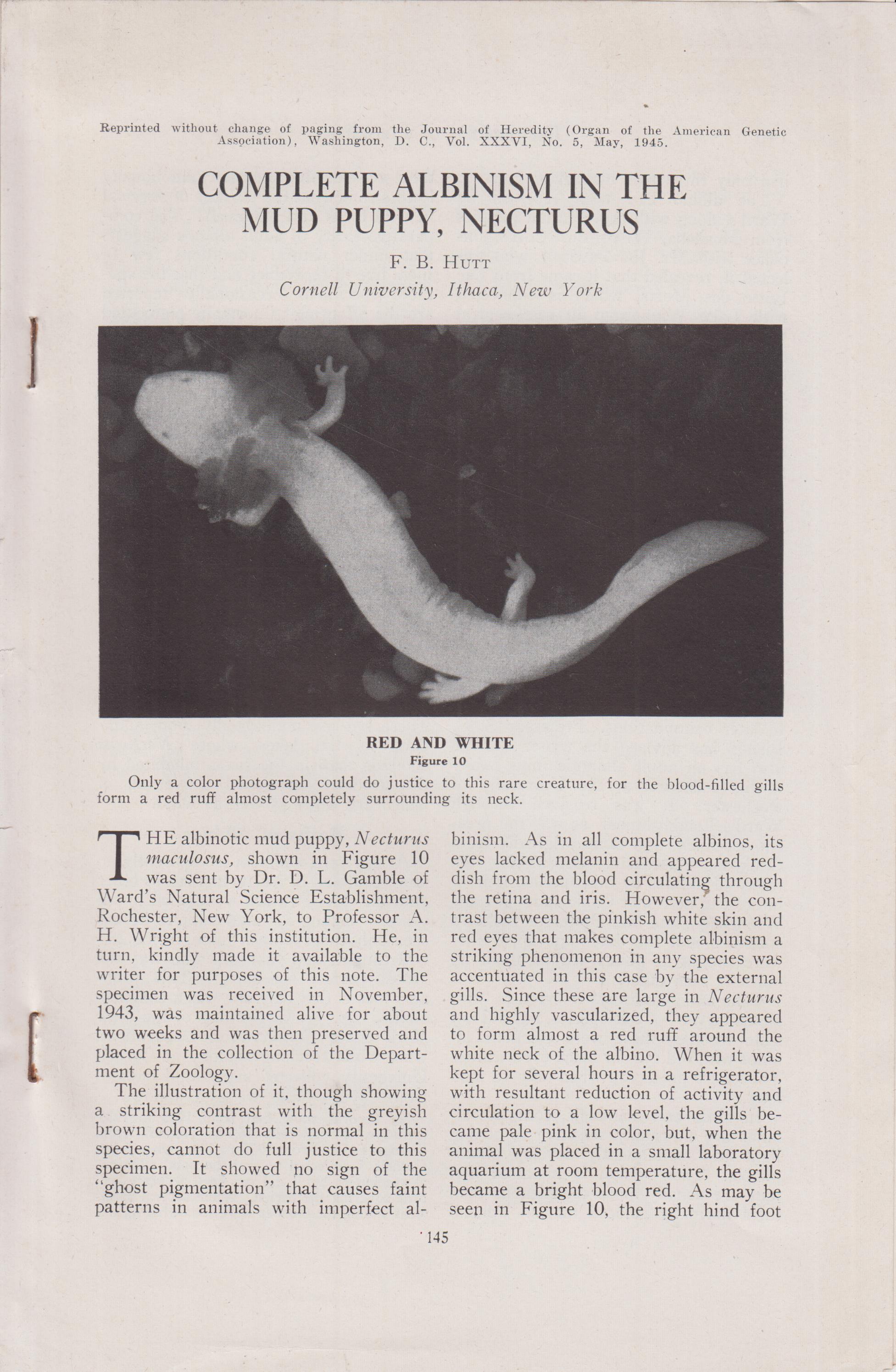 Complete Albinism in the Mud Puppy, Necturus by F. B. Hutt: Good ...
