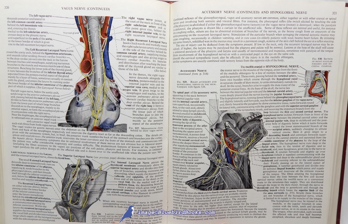 Anatomy of the Human Body by LOCKHART, R. D.; HAMILTON, G. F.; FYFE, F ...