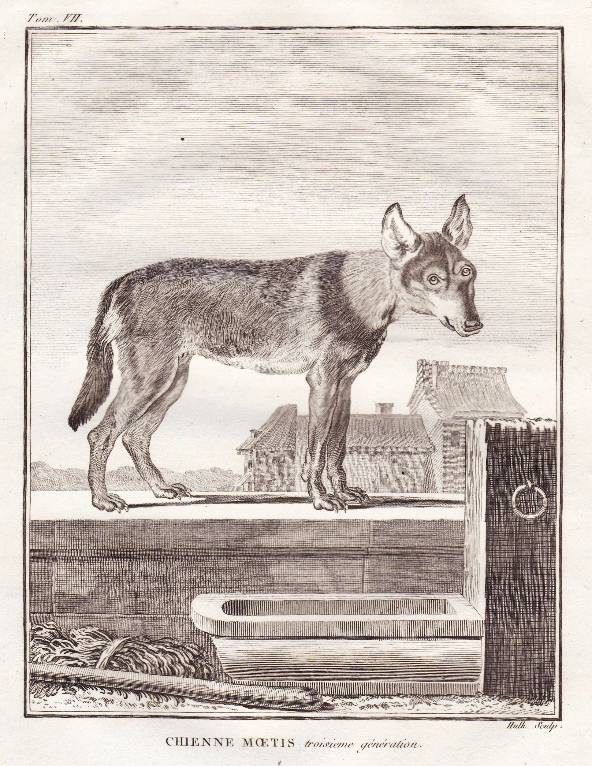 "Chienne Moetis troisieme Generation" - Hund Hunde dog dogs / Tiere ...