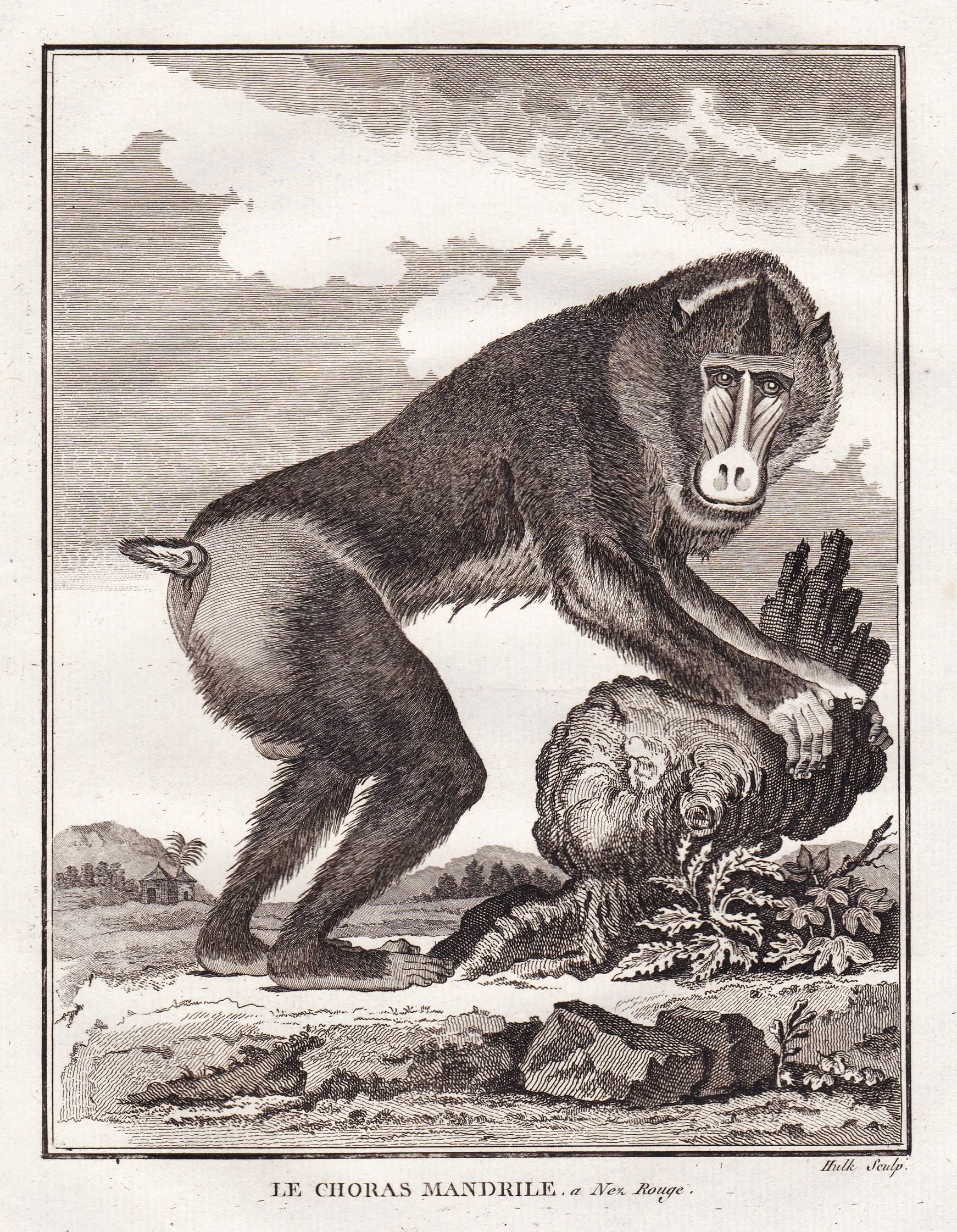 "Le Choras Mandrile" - Mandrill / Affe Affen monkey / Primaten primate ...