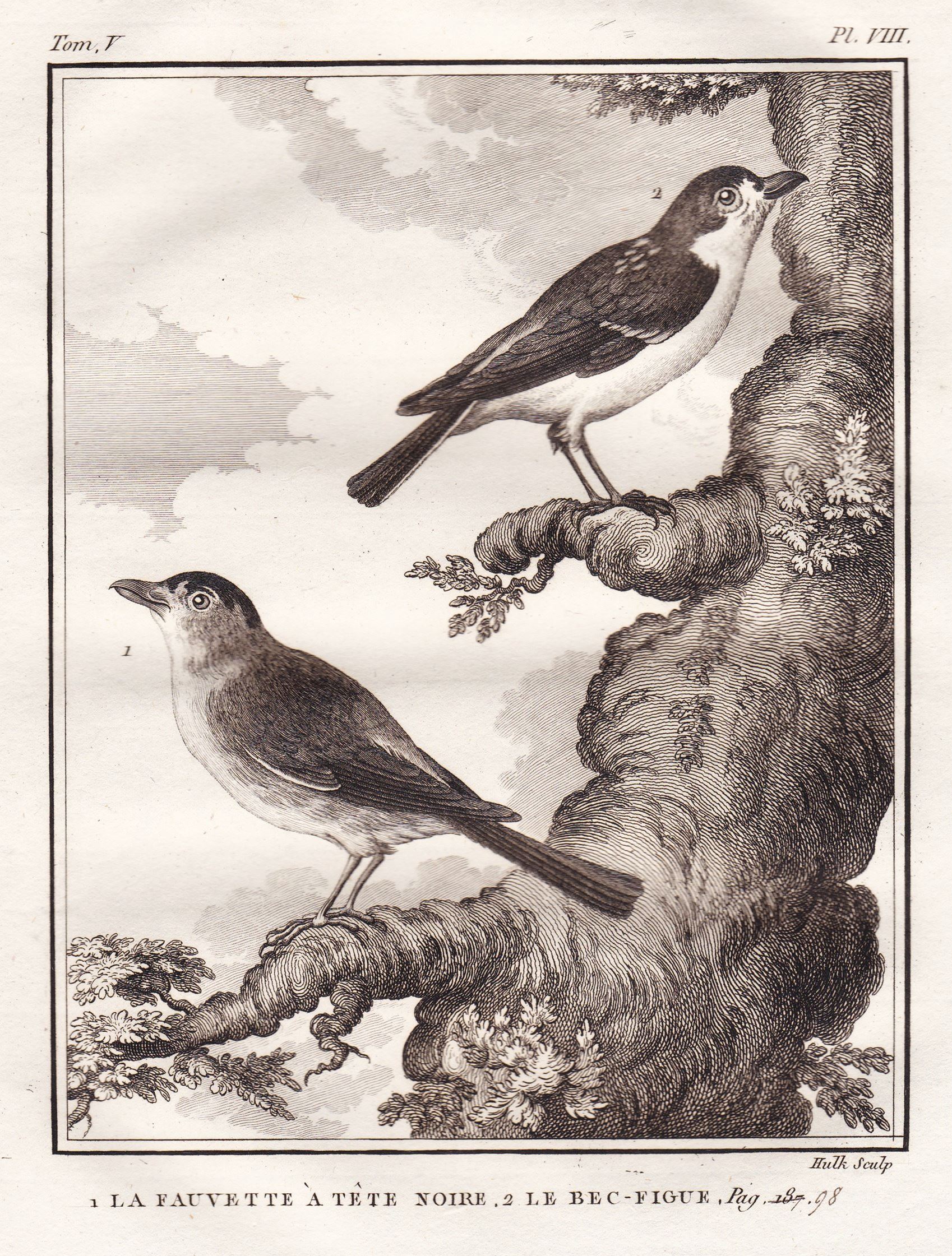 "La Fauvette a tete Noire - Le Bec Figue" - Mönchsgrasmücke Sylvia ...