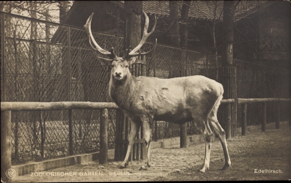 Ansichtskarte / Postkarte Berlin Zoologischer Garten, Edelhirsch, NPG ... Ansichtskarte / Postkarte Berlin Zoologischer Garten, Edelhirsch, NPG ...