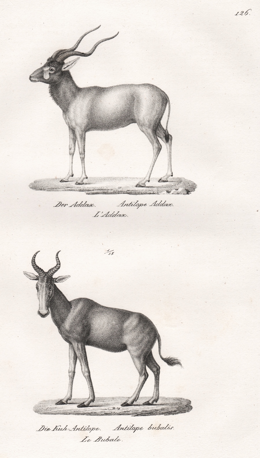 "Der Addax. / Die Kuh-Antilope" - white antelope Mendesantilope ...