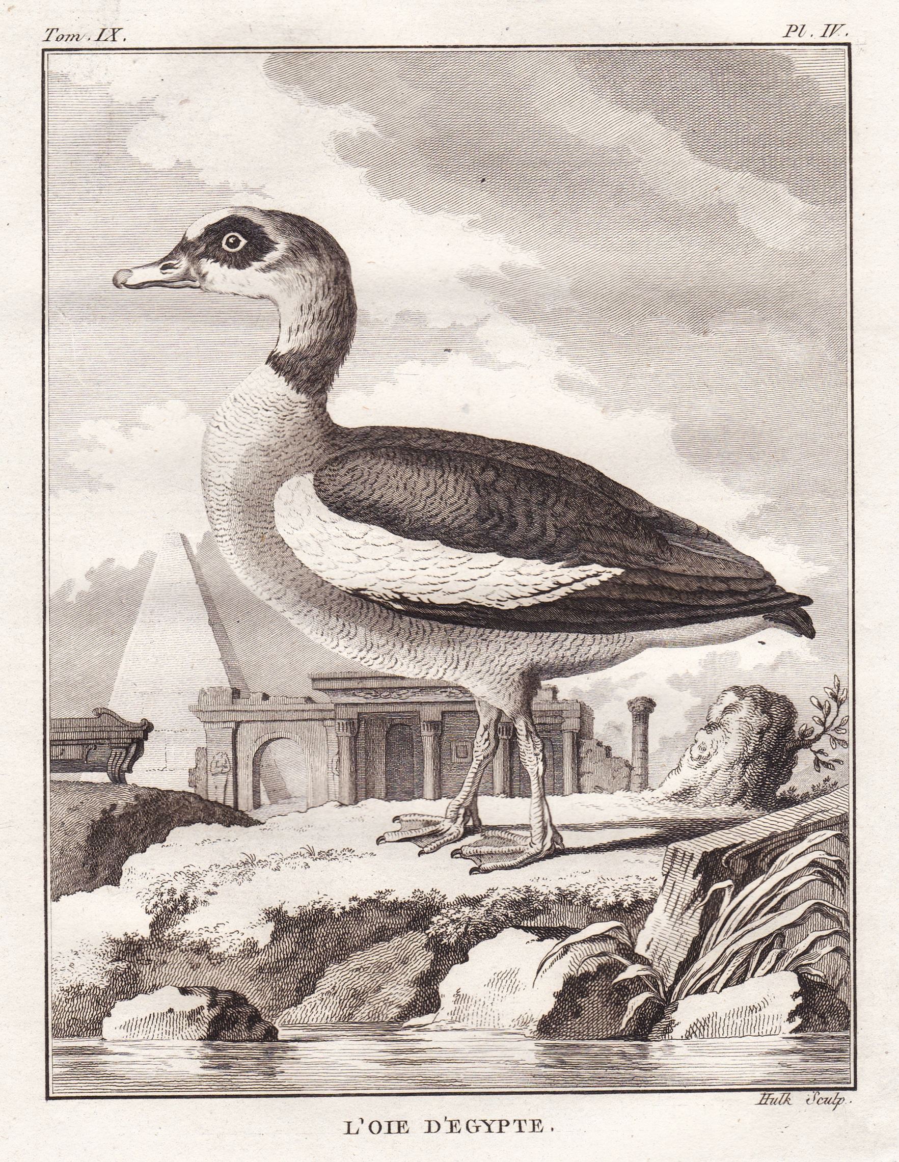 "L'oie d'Egypte" - Egyptian goose Nilgans Ouette d'Égypte / Vögel birds ...